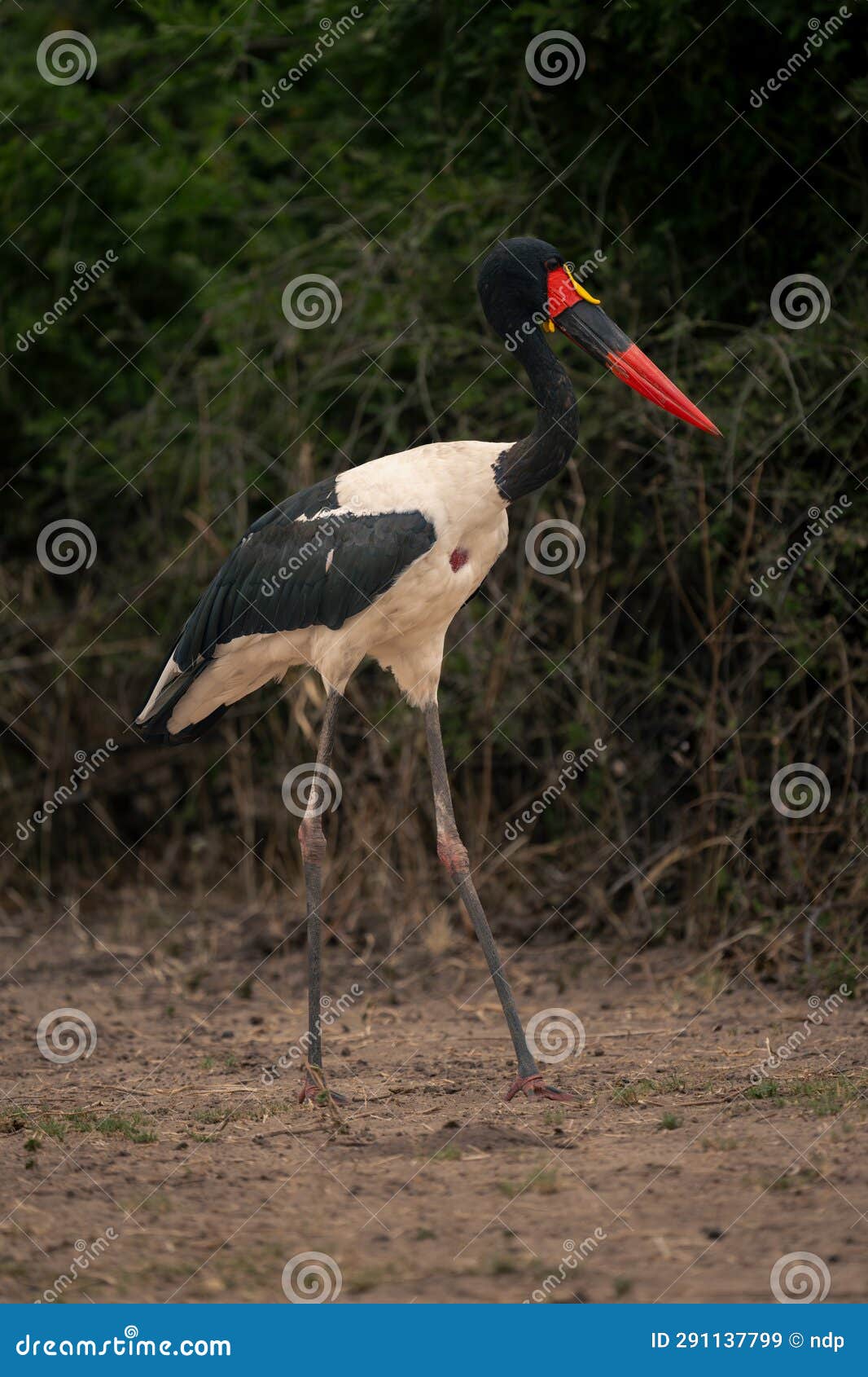 Male Saddle-billed Stork Walks Past Leafy Bushes Stock Image - Image of ...
