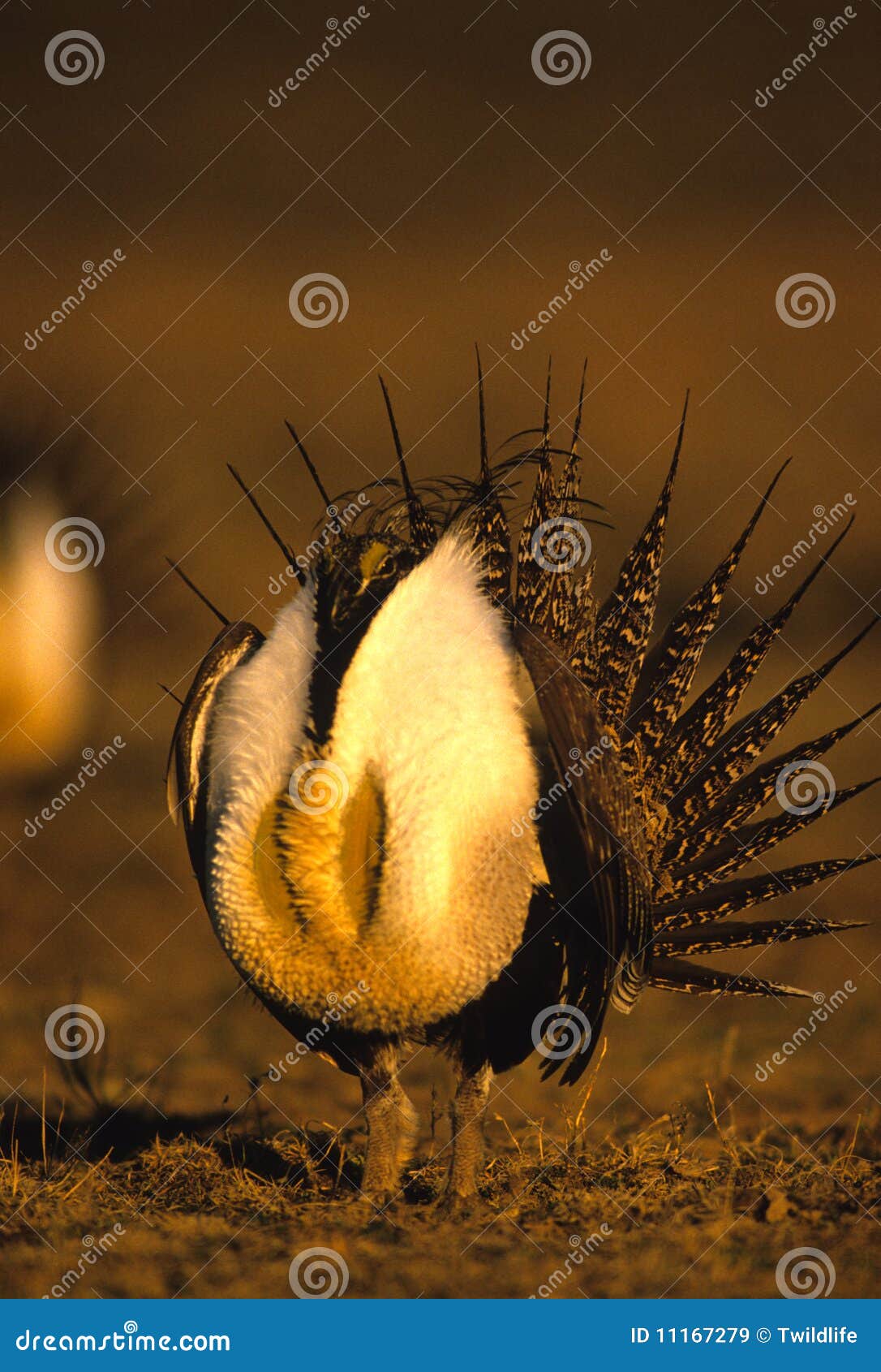 Male Sage Grouse Strutting stock image. Image of grassland - 11167279