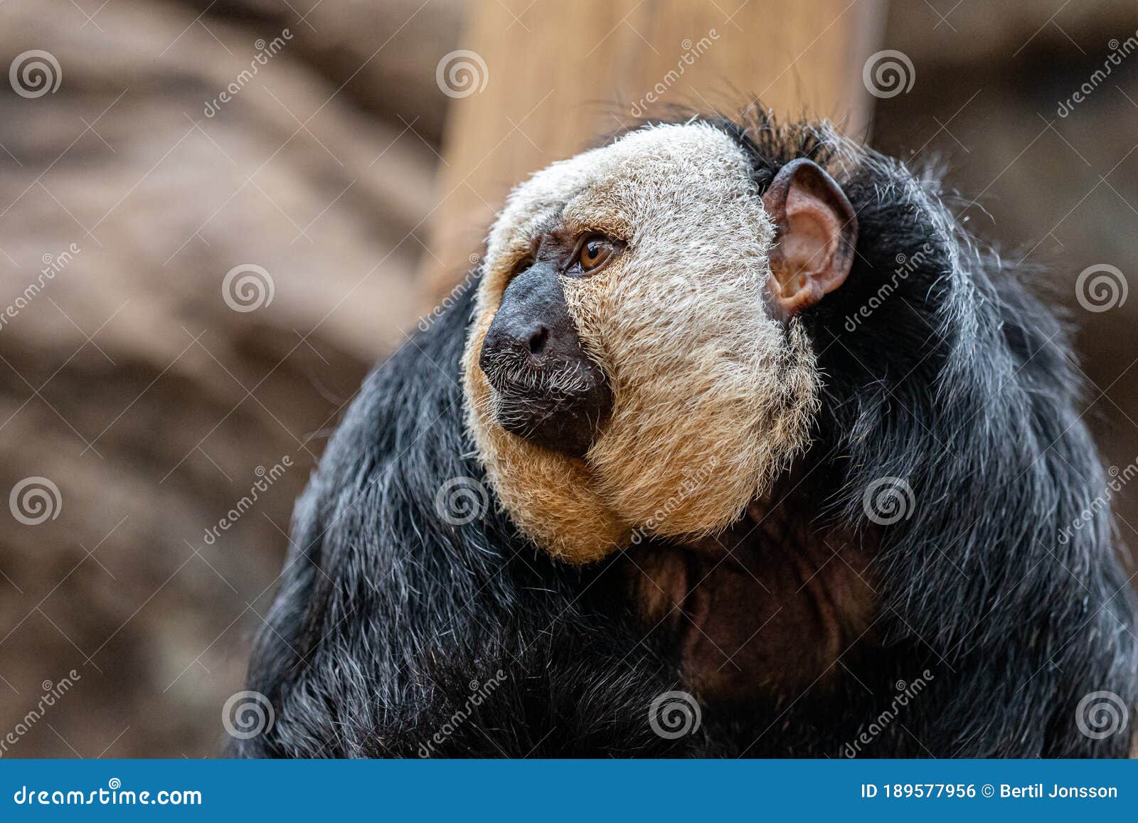 Male Saki Monkey at Furuvik Zoo Stock Photo - Image of saki, exotic ...