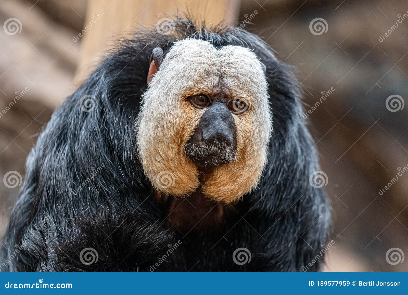 Male Saki Monkey at Furuvik Zoo Stock Image - Image of bambu, monkey ...