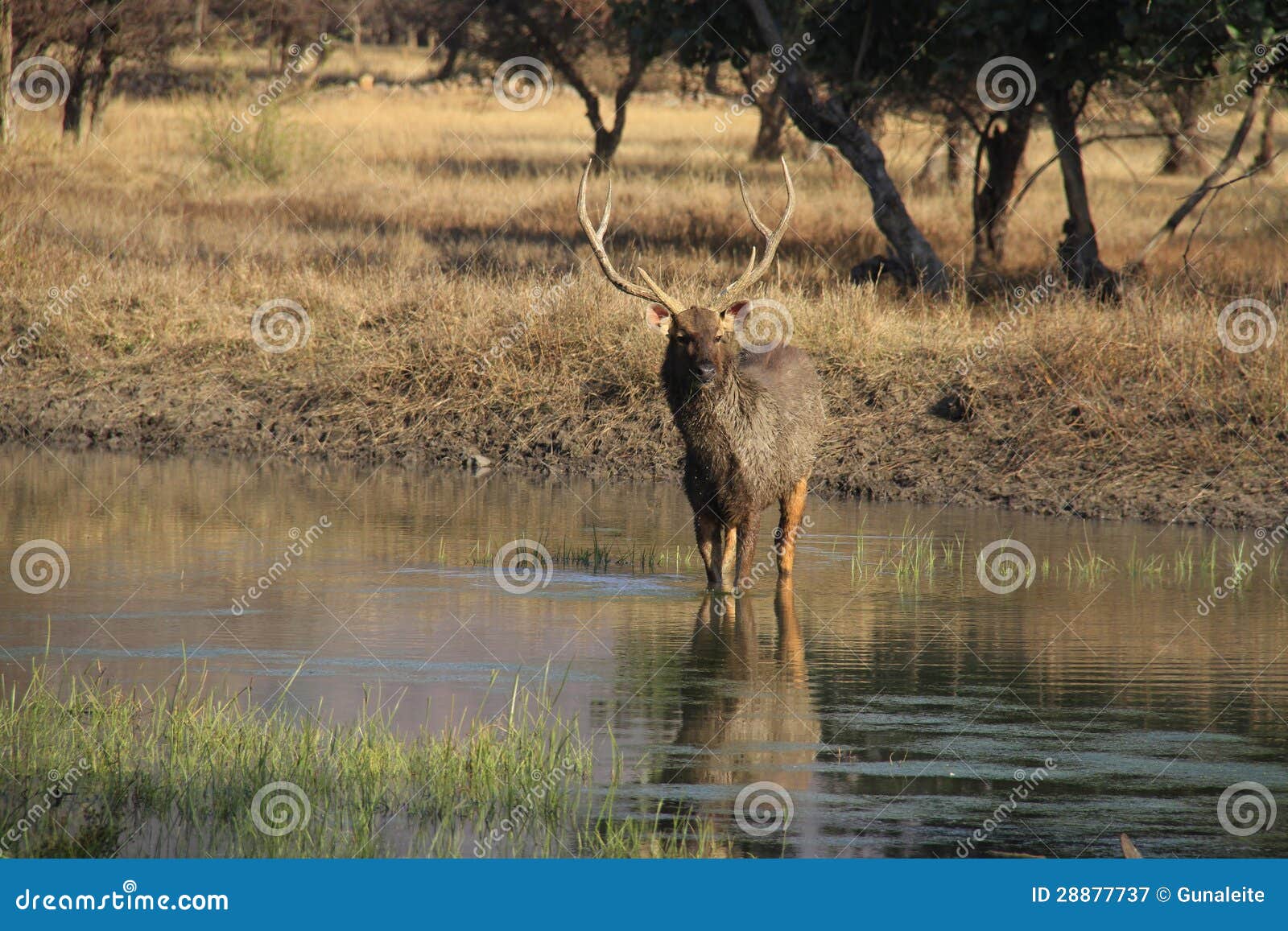 Male Sambar deer stock image. Image of fauna, safari - 28877737