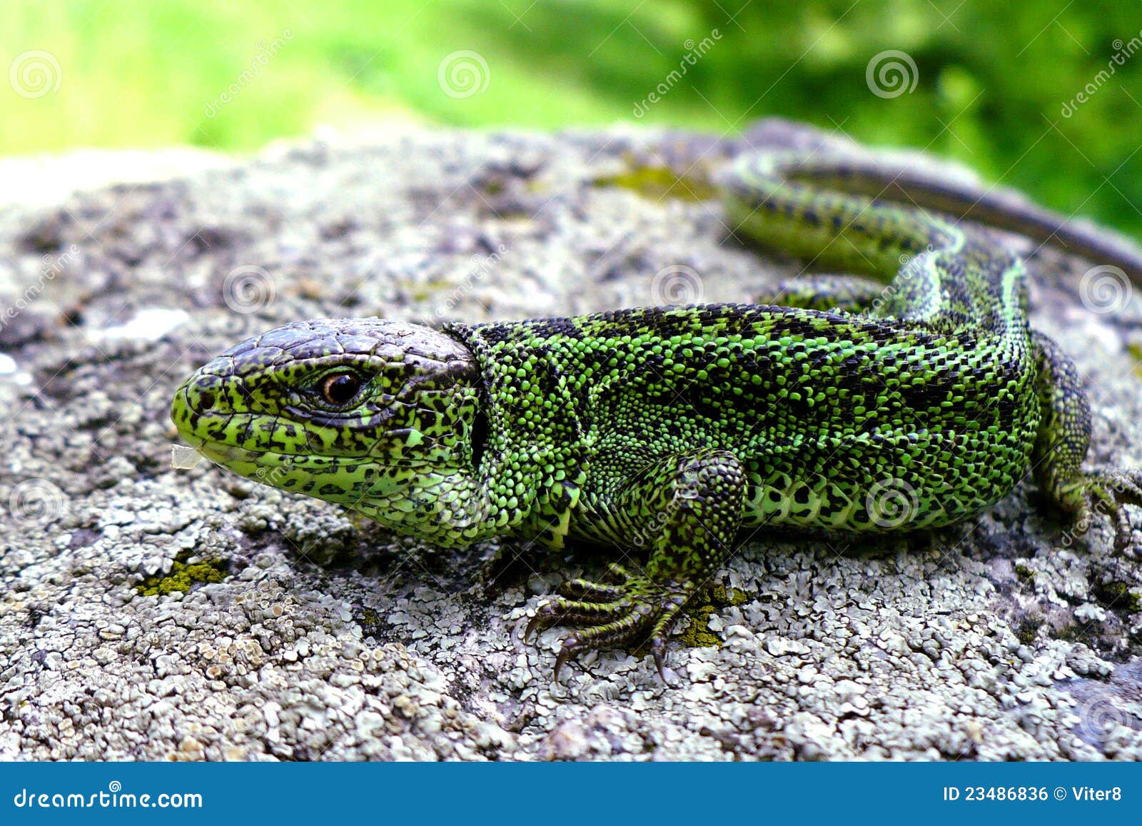 Male of sand lizard stock photo. Image of bright, rock - 23486836