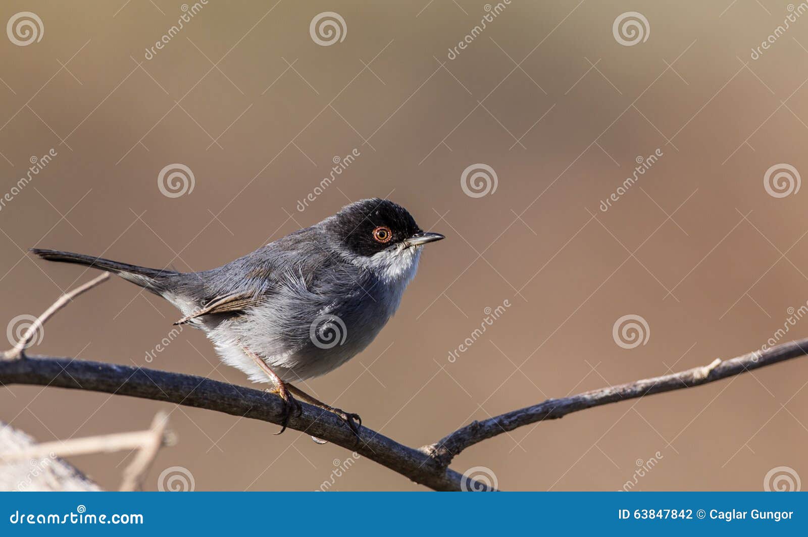 Male Sardinian Warbler stock photo. Image of bush, sardinian - 63847842