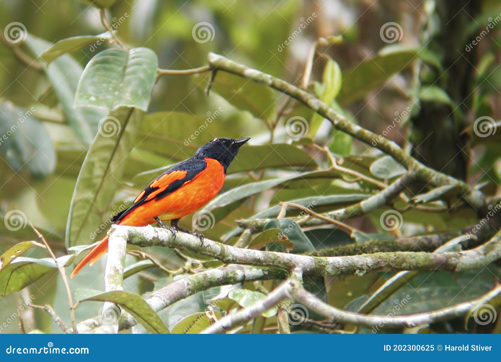 Male Scarlet Minivet, Pericrocotus Speciosus, Perched in a Tree Stock ...