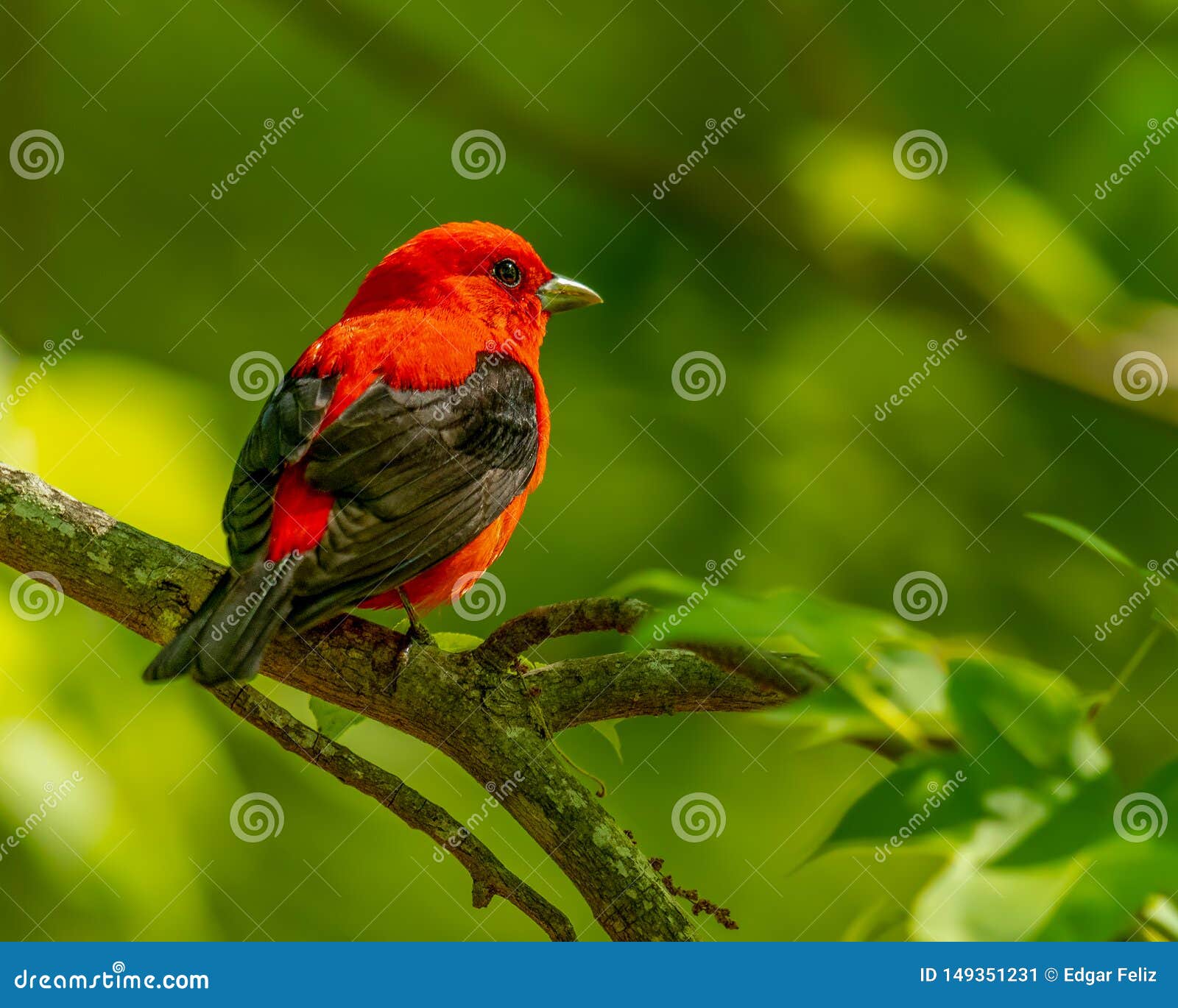 Male Scarlet Tanager stock image. Image of branch, perched - 149351231