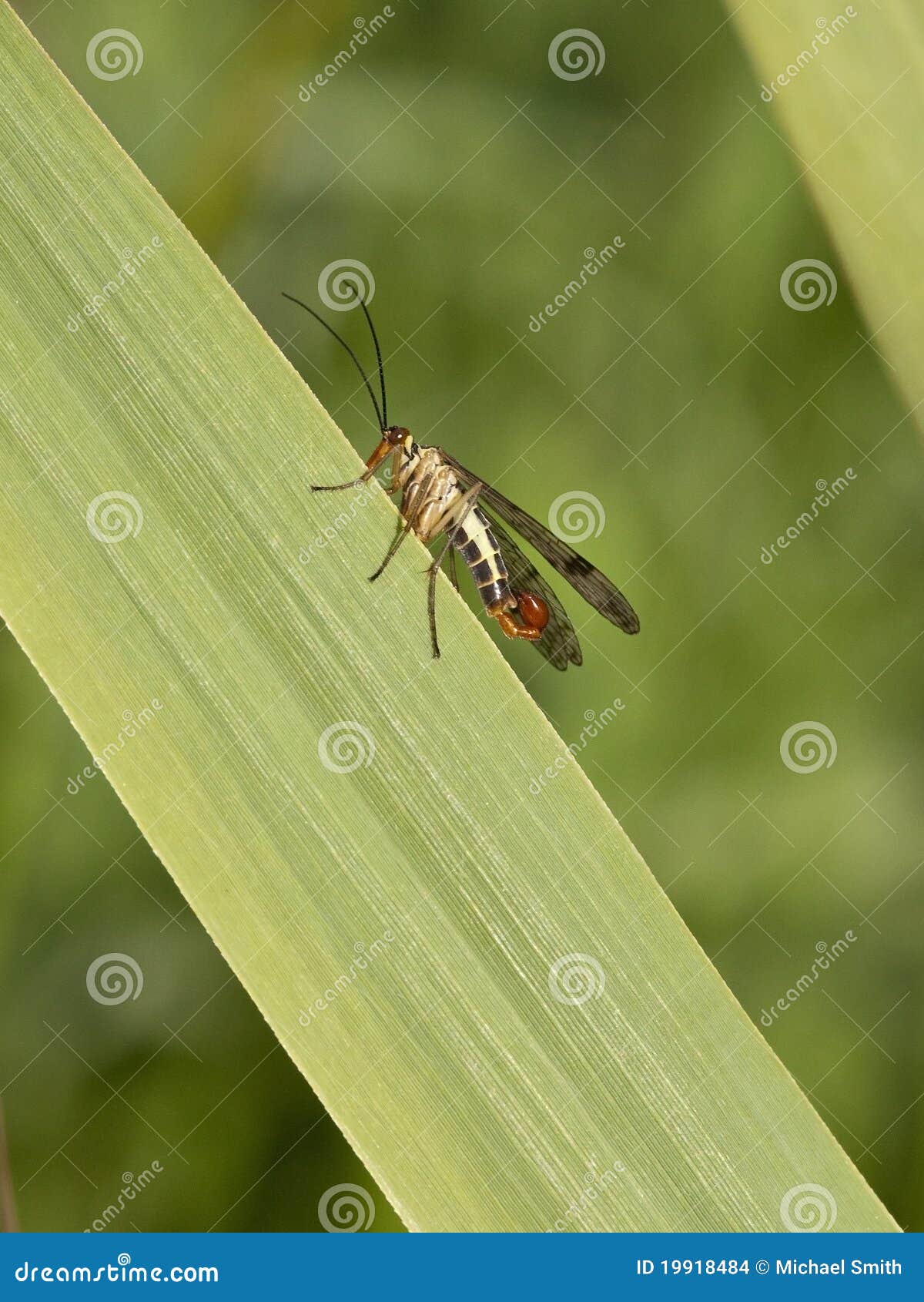 Male scorpion fly stock photo. Image of nature, countryside - 19918484