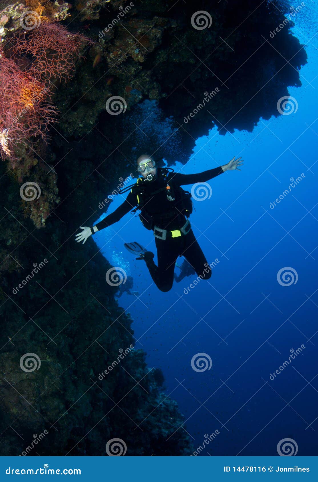 Male scuba diver stock photo. Image of animal, face, portrait - 14478116