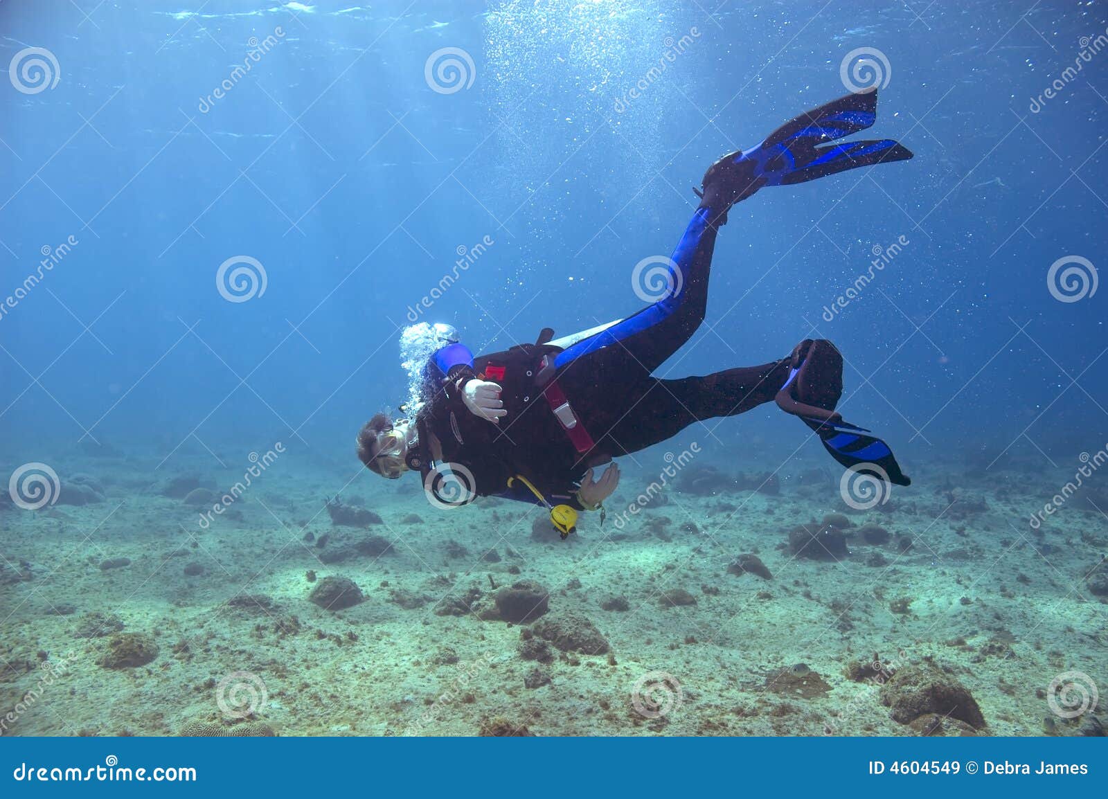 Male scuba diver stock image. Image of diving, swim, grand - 4604549