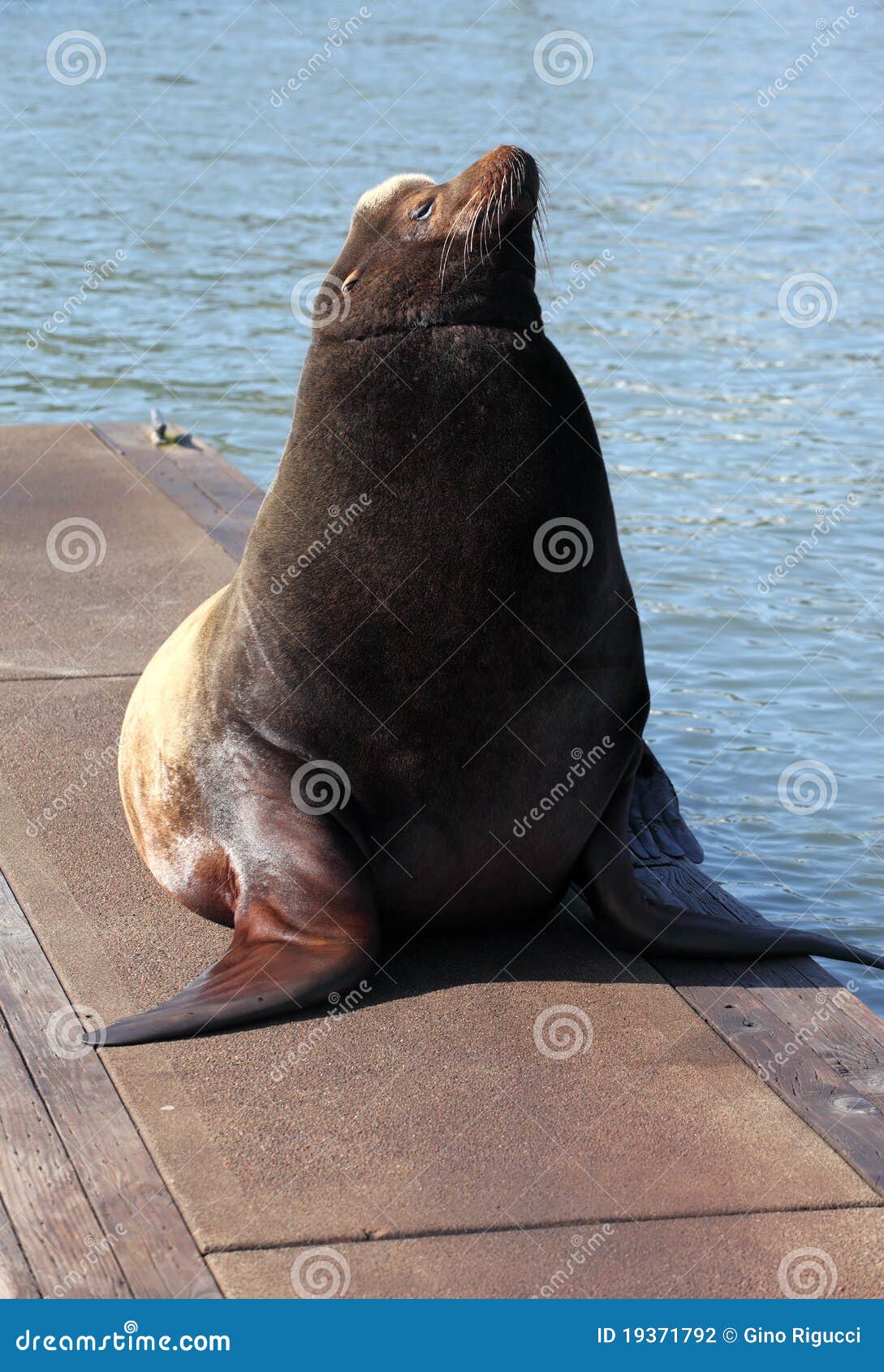A male sea-lion. stock photo. Image of noisy, females - 19371792