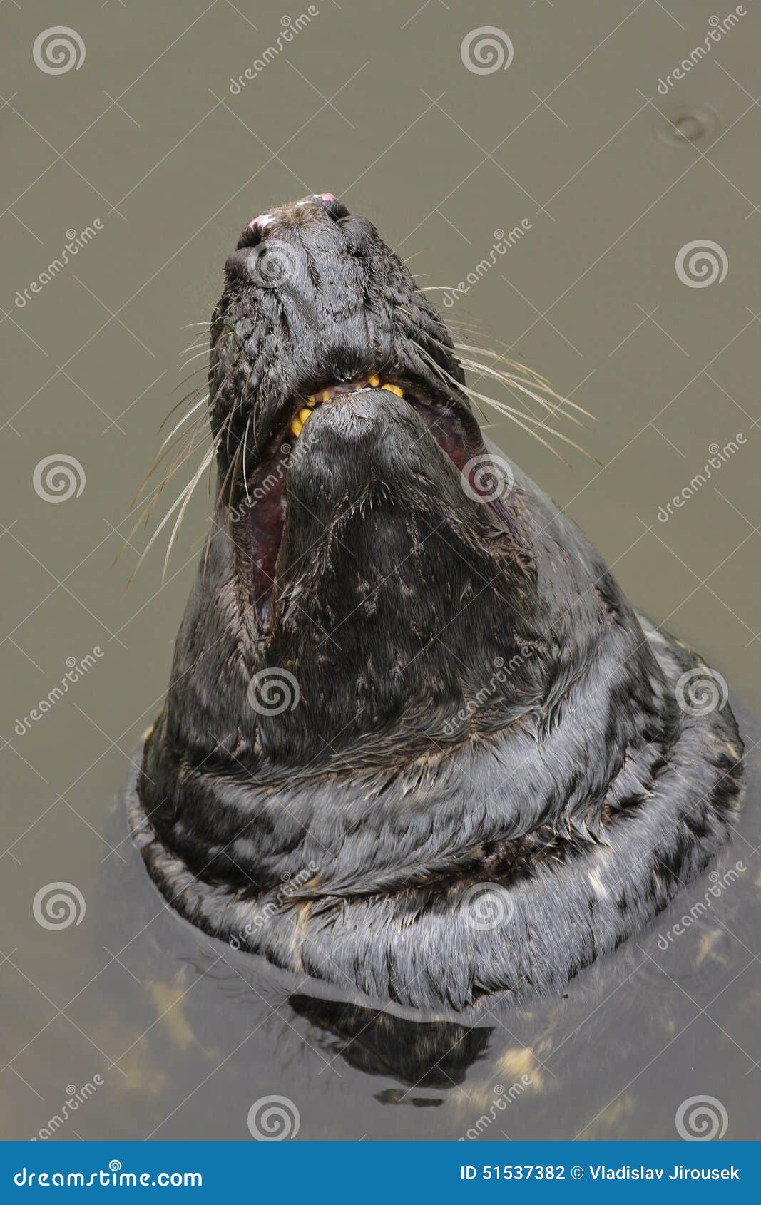 The Male Seal Showing Huge Teeth, Lithuania Stock Photo - Image of ...