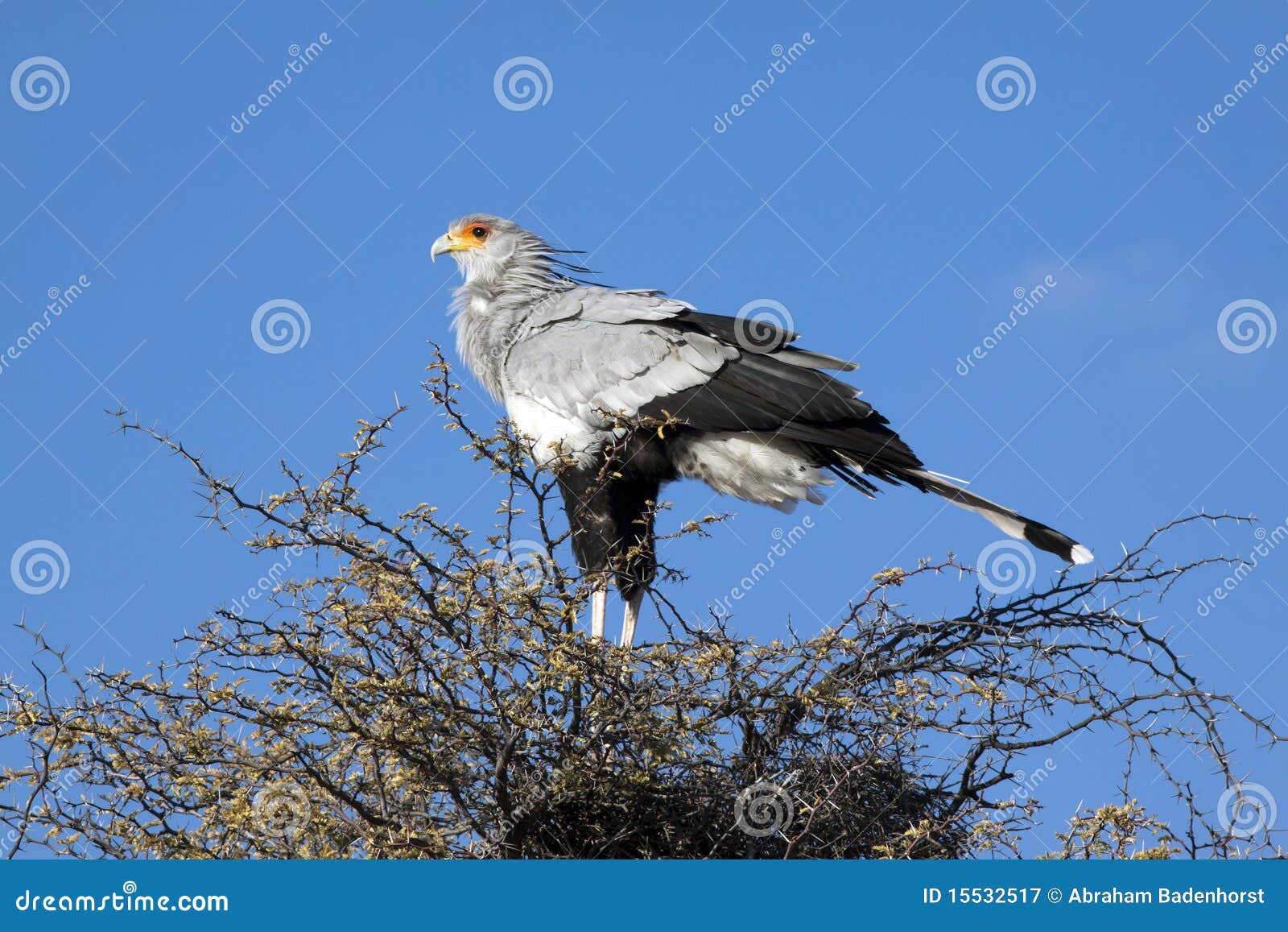 A male secretary bird stock image. Image of secretary - 15532517