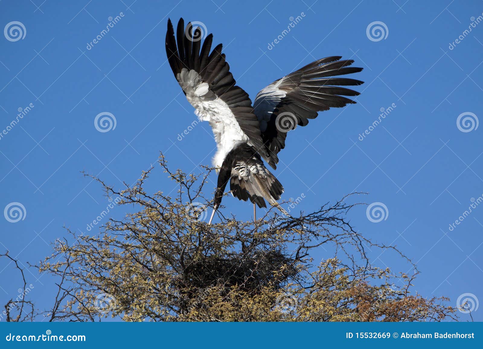 A male secretary bird stock image. Image of beak, legs - 15532669