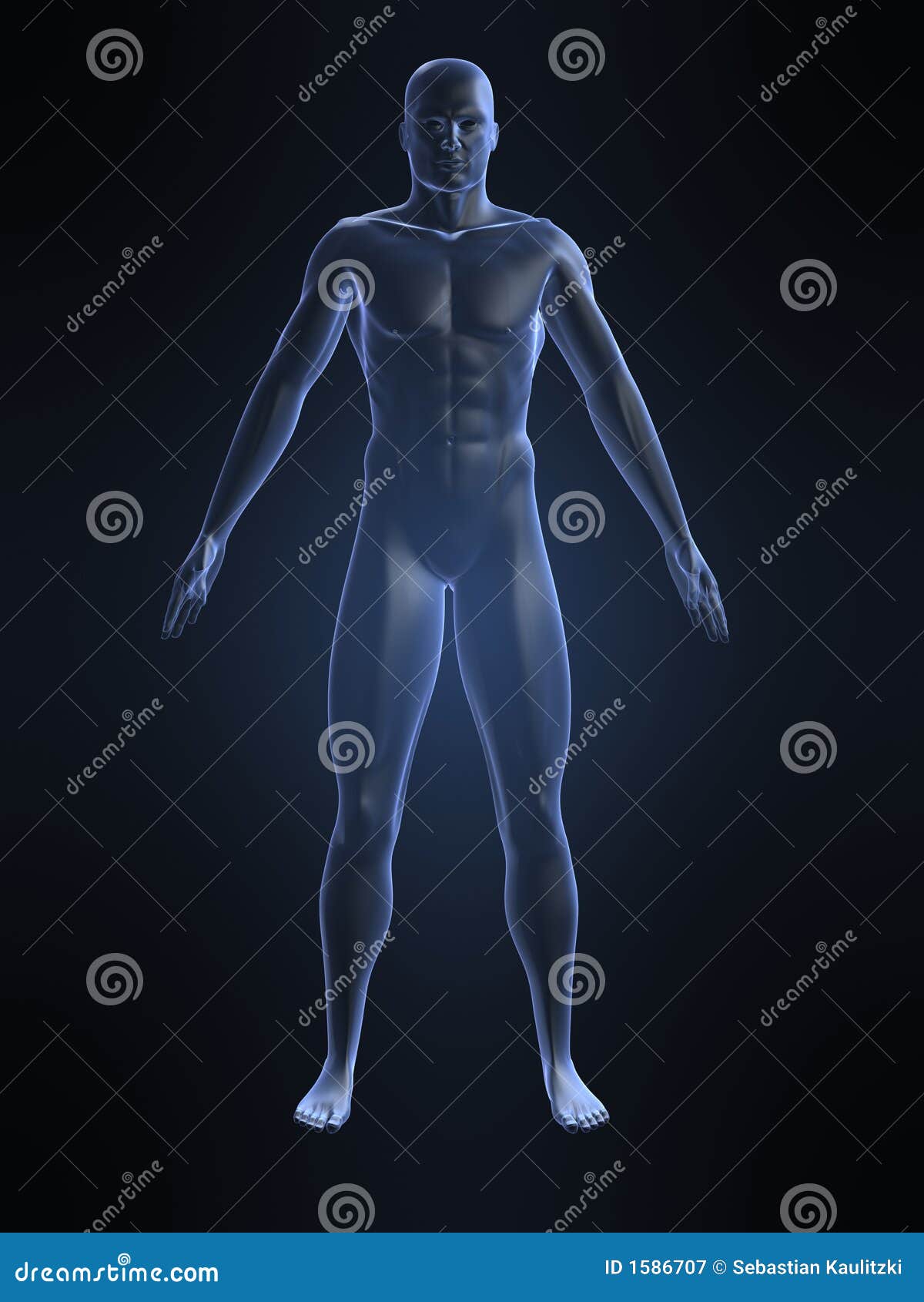 Male shape stock illustration. Illustration of buttocks - 1586707