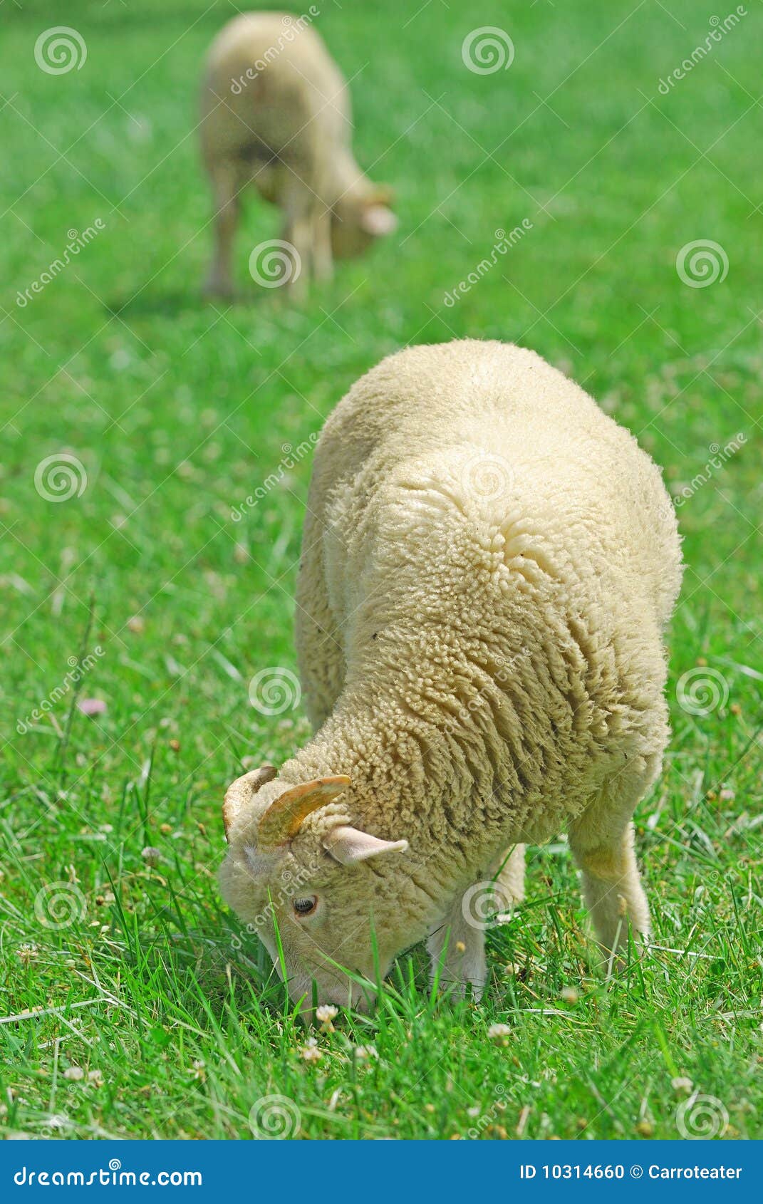 Two Male Sheep Friends Walking Together With Testicles Visible Royalty ...