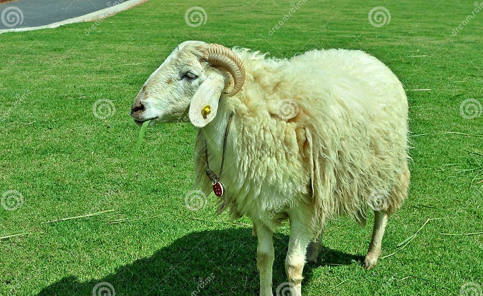 Male Sheep Stock Image Image Of Green Feed Stand Horn 14656949