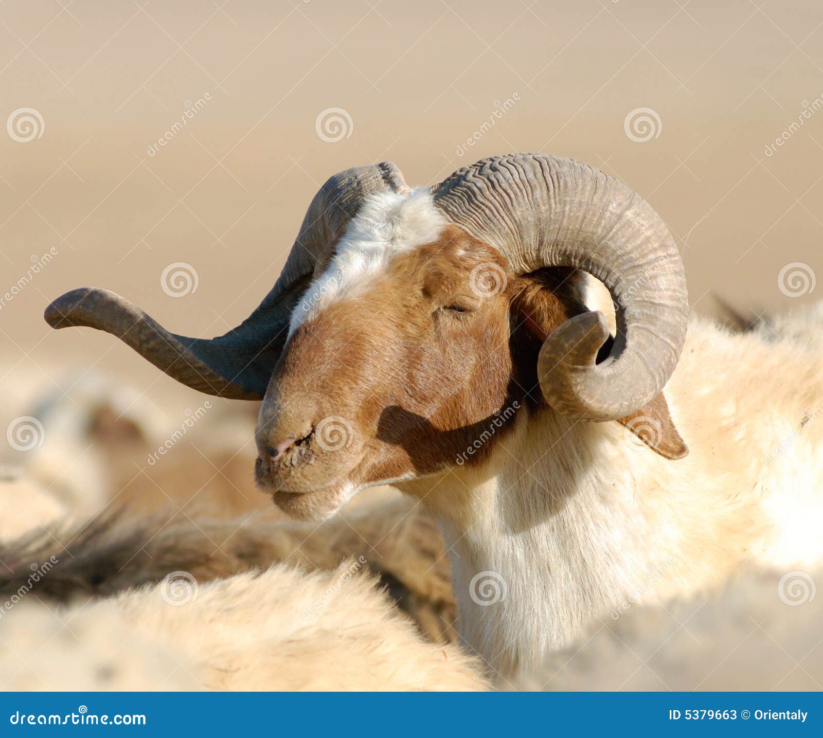 Male Sheep stock image. Image of meat, agriculture, rural - 5379663