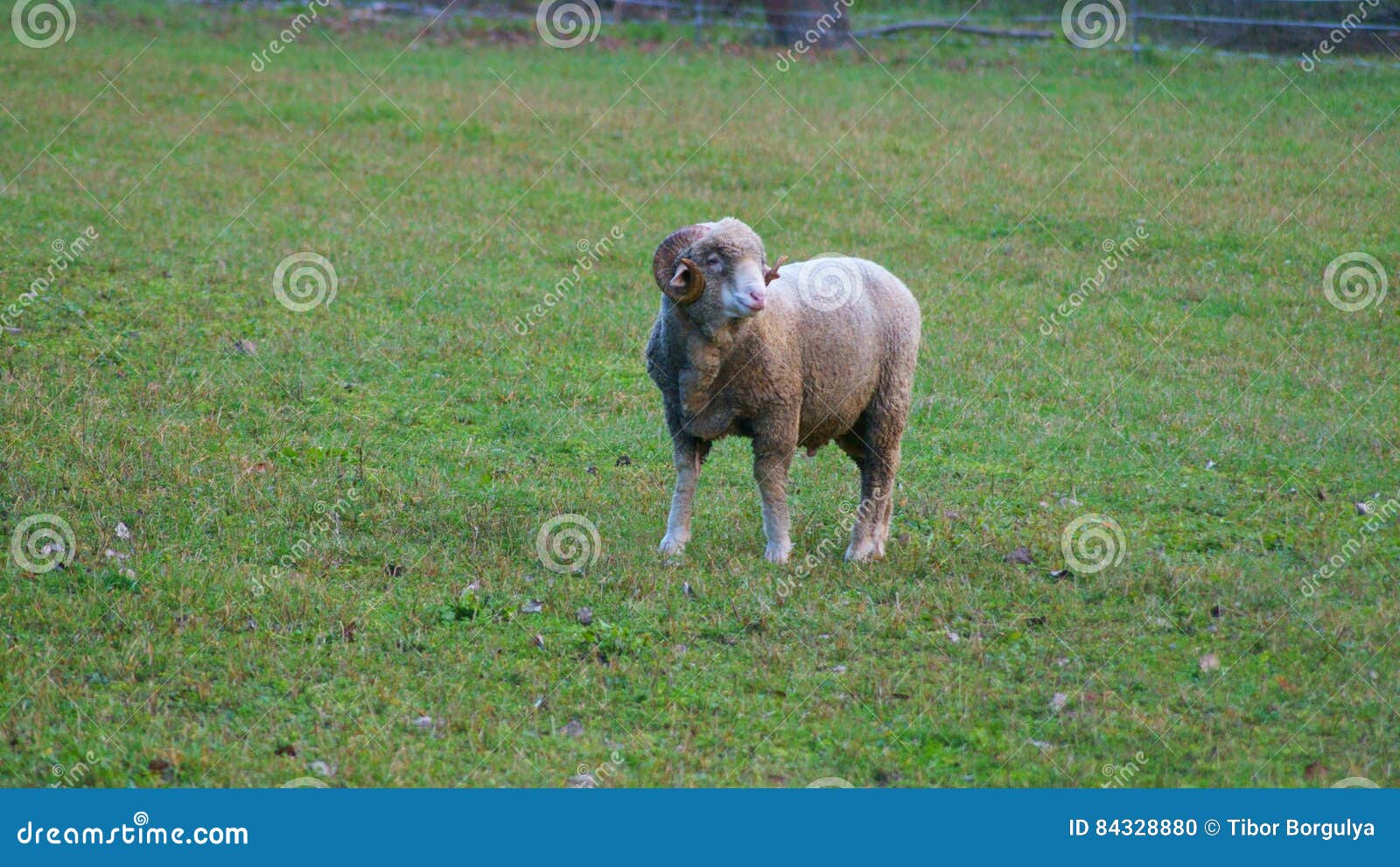 Male sheep on a farm stock photo. Image of grazing, sheep - 84328880