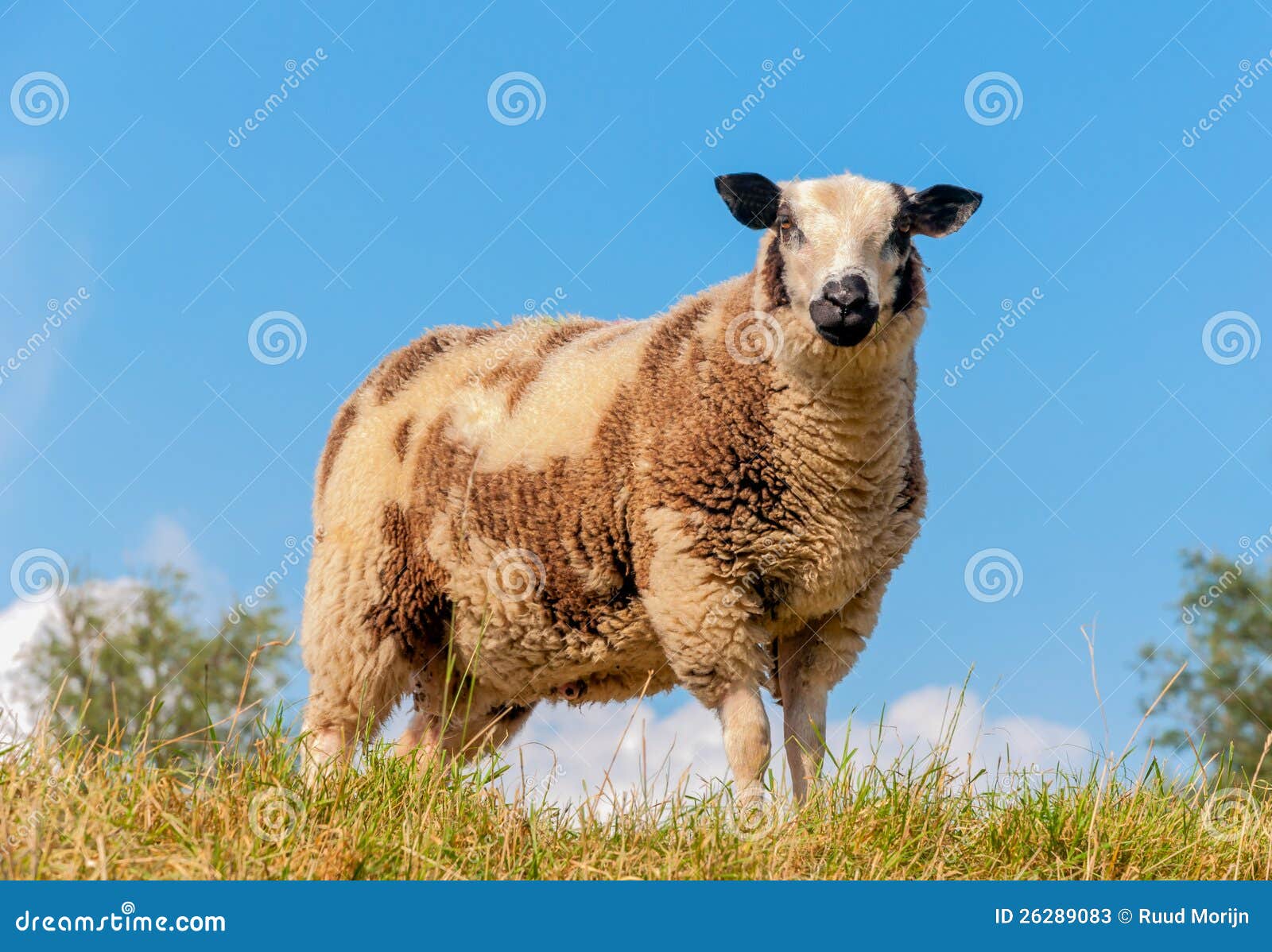 Male sheep on top of a stock image. Image of natural - 26289083