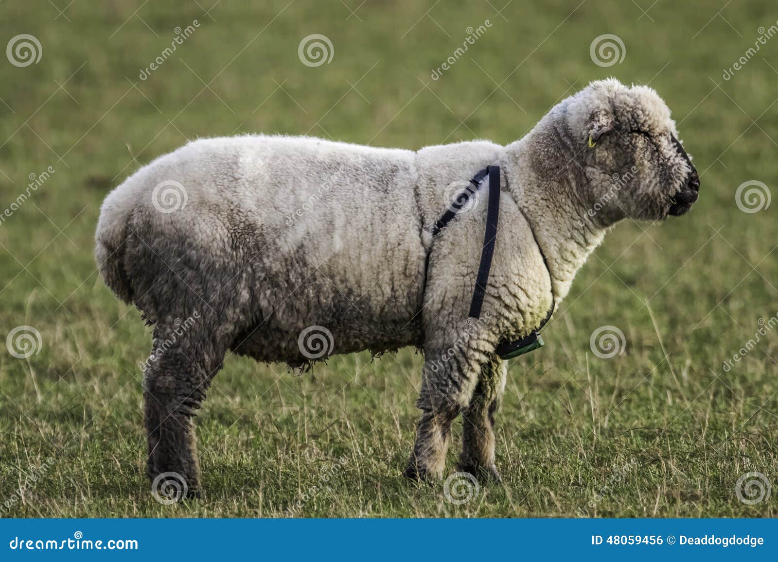 Two Male Sheep Friends Walking Together With Testicles Visible Royalty ...