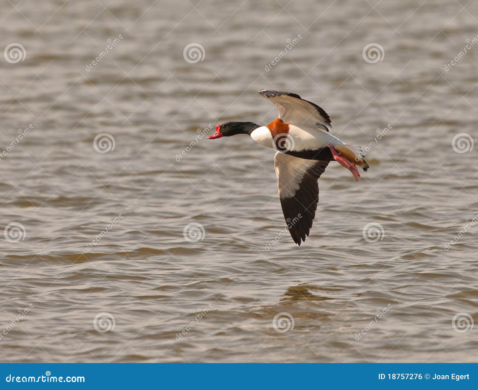 Male Shelduck in flight stock photo. Image of coming - 18757276