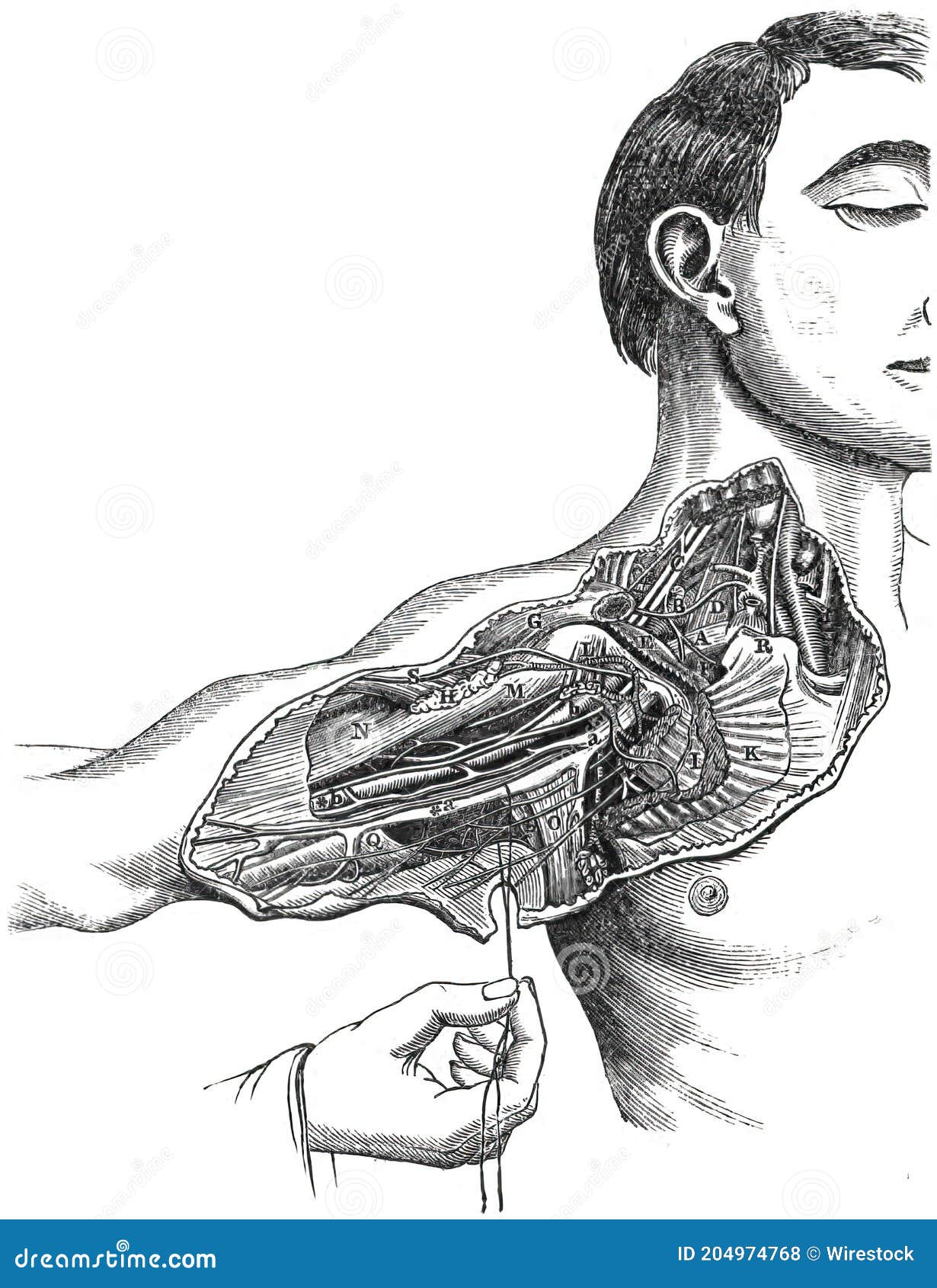 Male Shoulder Joint Structure T Stock Illustration - Illustration of ...