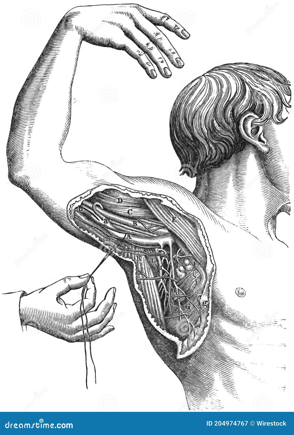 Male Shoulder Joint Topography Stock Illustration - Illustration of ...