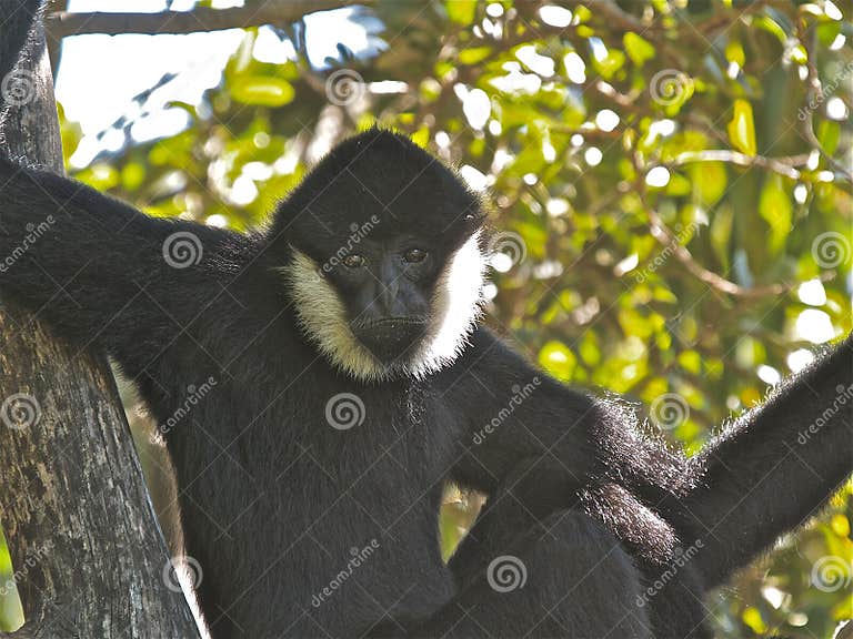 Male siamang monkey stock image. Image of stare, handing - 8991513