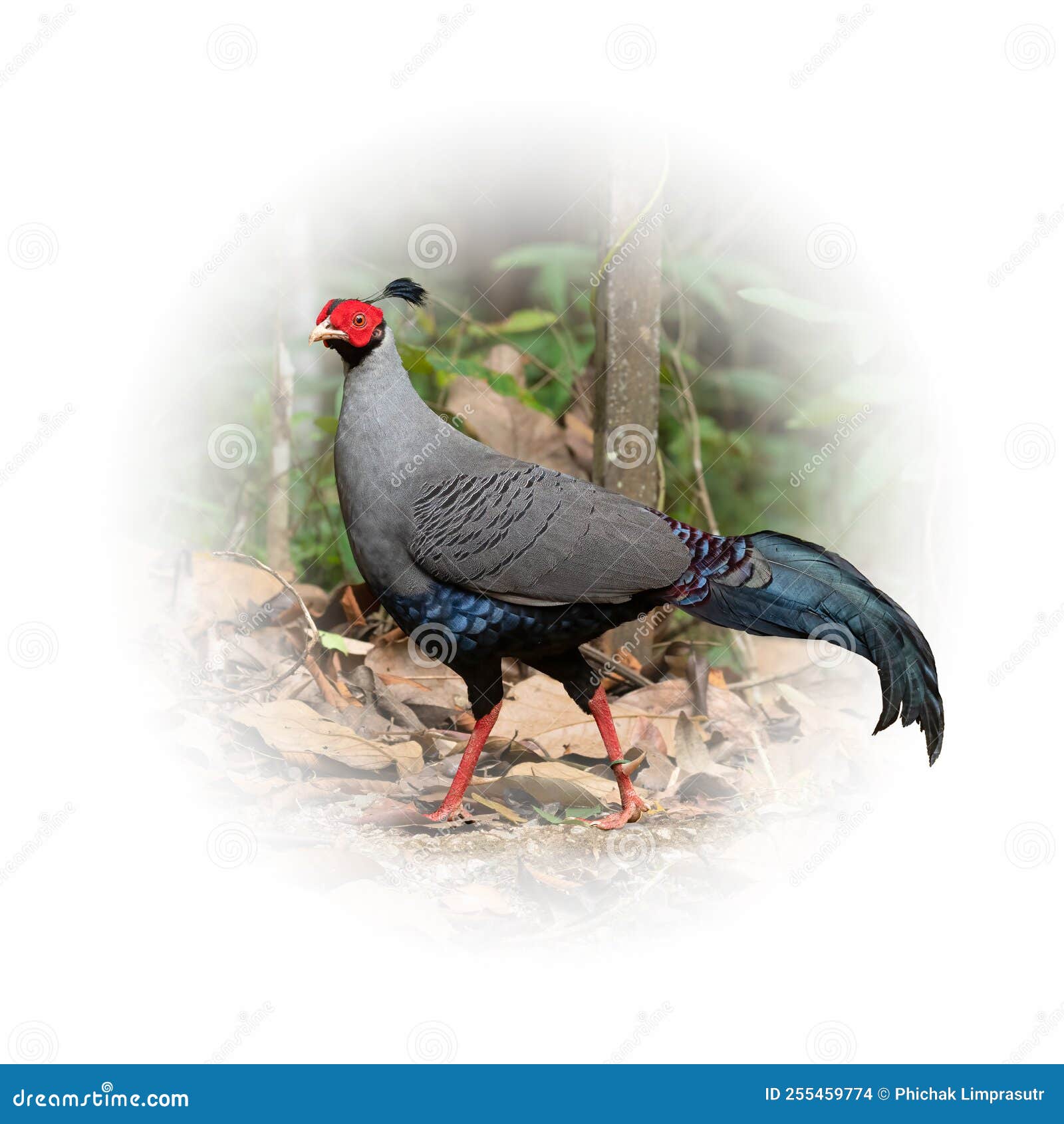 Male Siamese Fireback Walking Looking into a Distance Stock Photo ...