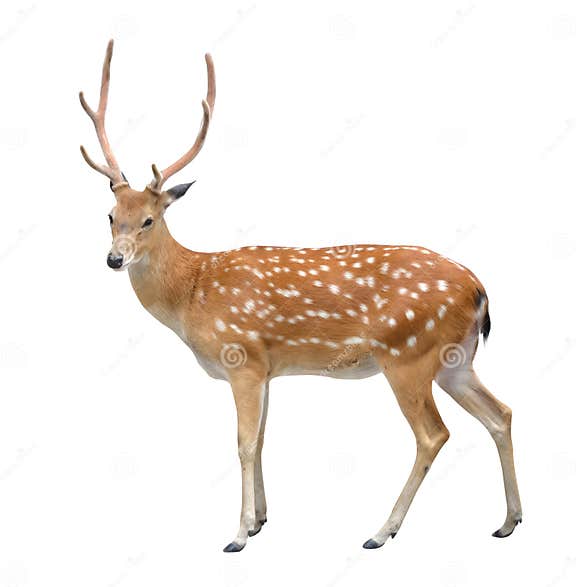 Male sika deer stock photo. Image of spotted, background - 19196162