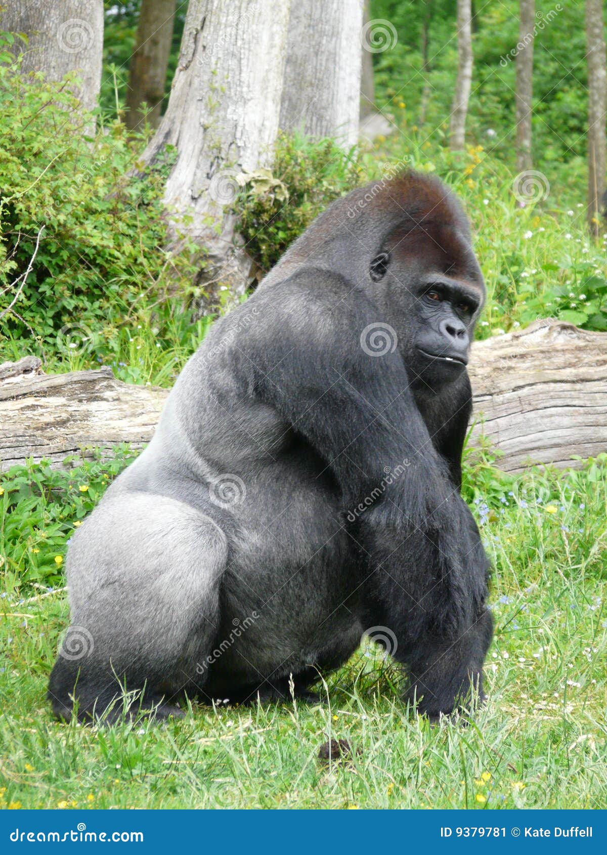 Male silver-back gorilla stock image. Image of leader - 9379781