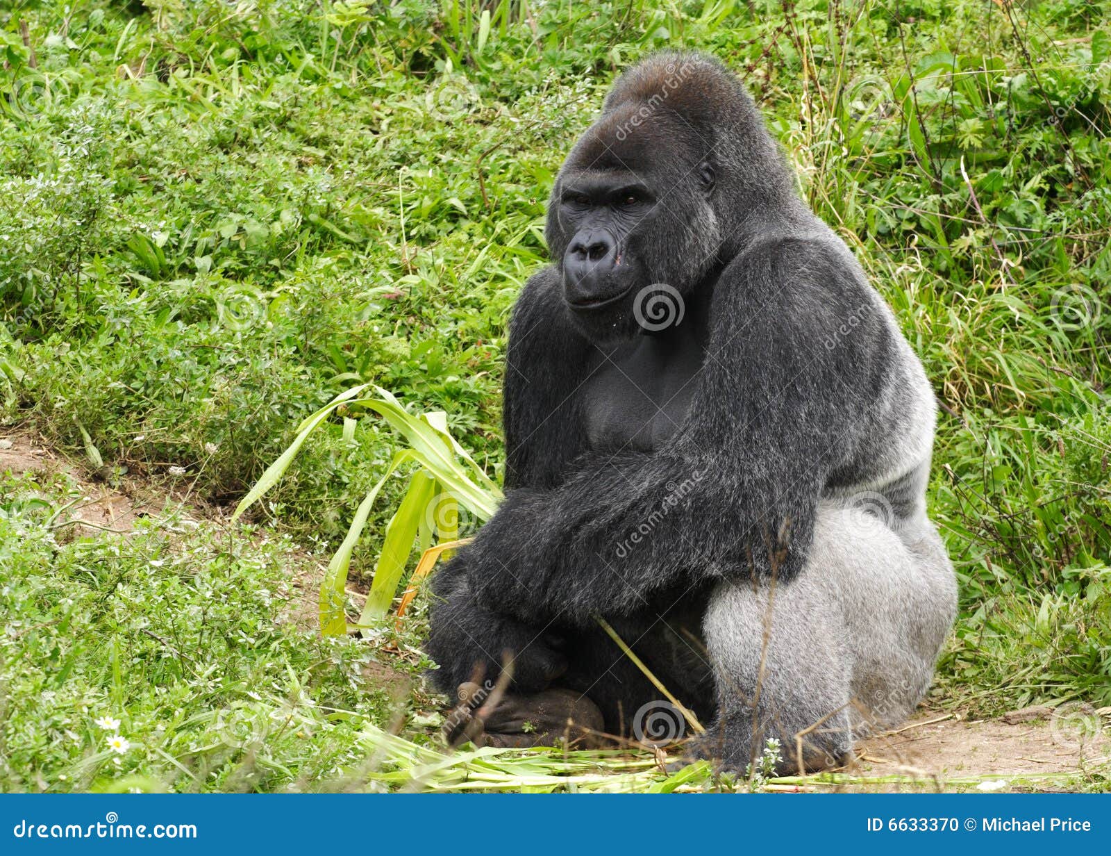 Male Silver Gorilla stock photo. Image of captive, adult - 6633370