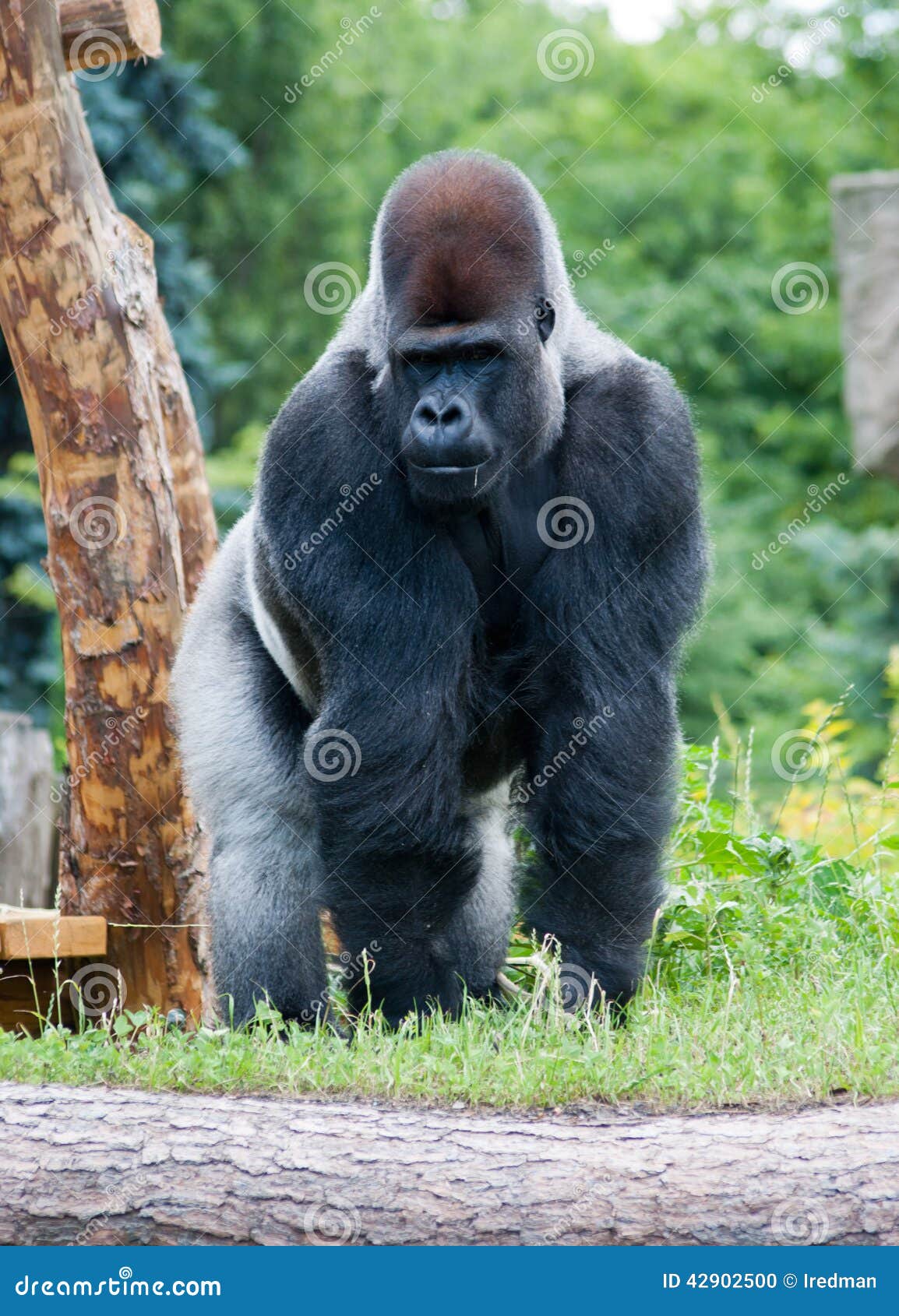 Silver Gorilla Royalty-Free Stock Photo | CartoonDealer.com #80430627