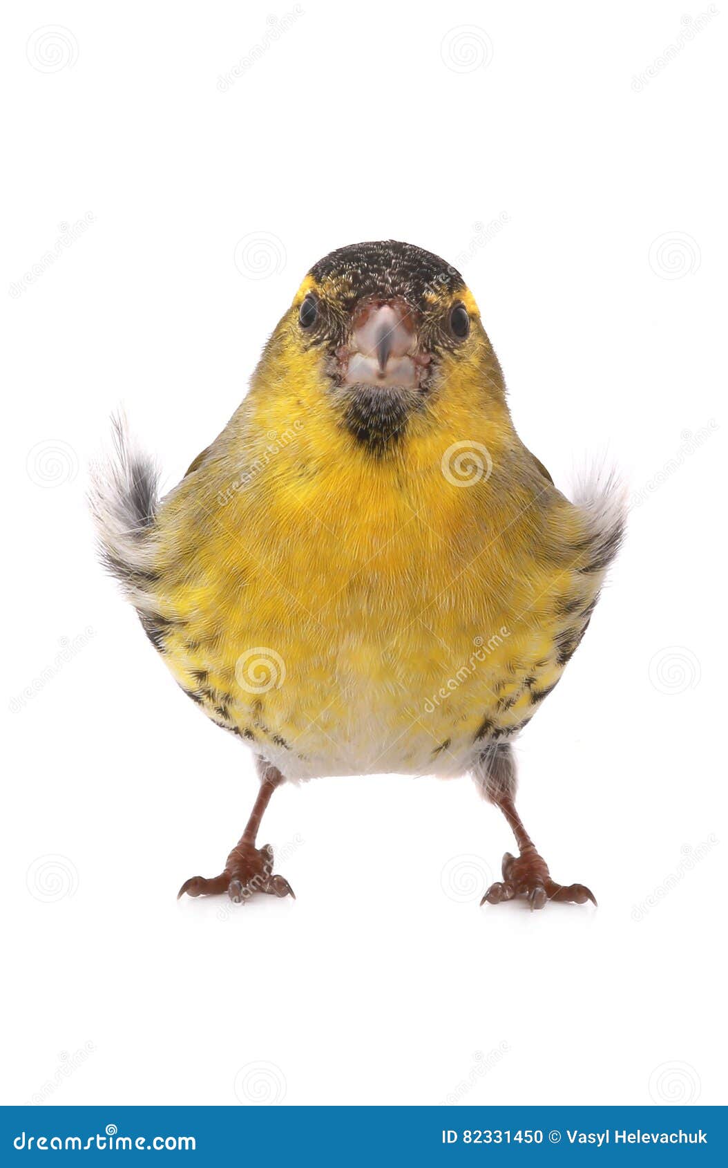 Male siskin stock photo. Image of bird, white, close - 82331450