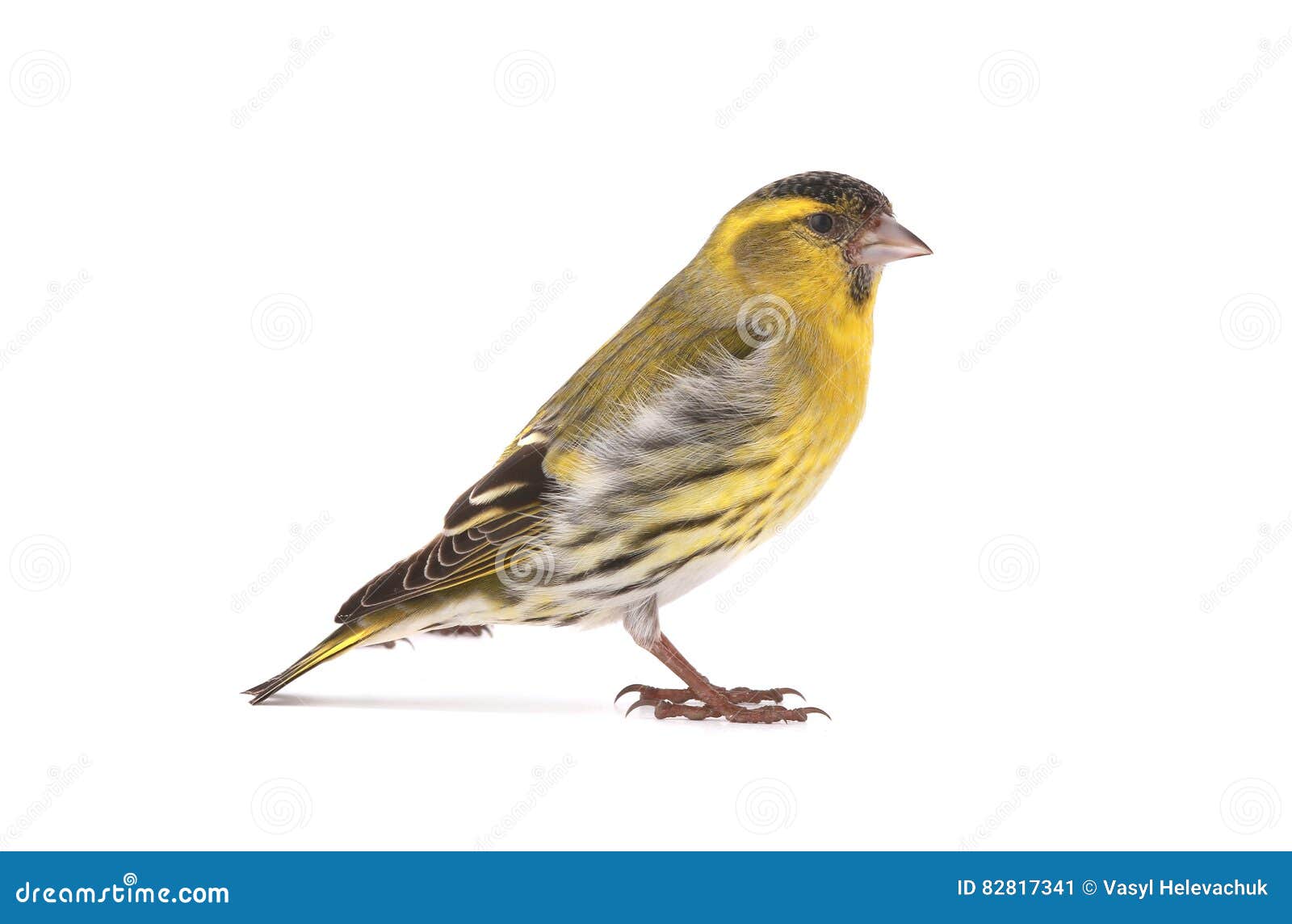 Male siskin stock image. Image of isolated, colorful - 82817341