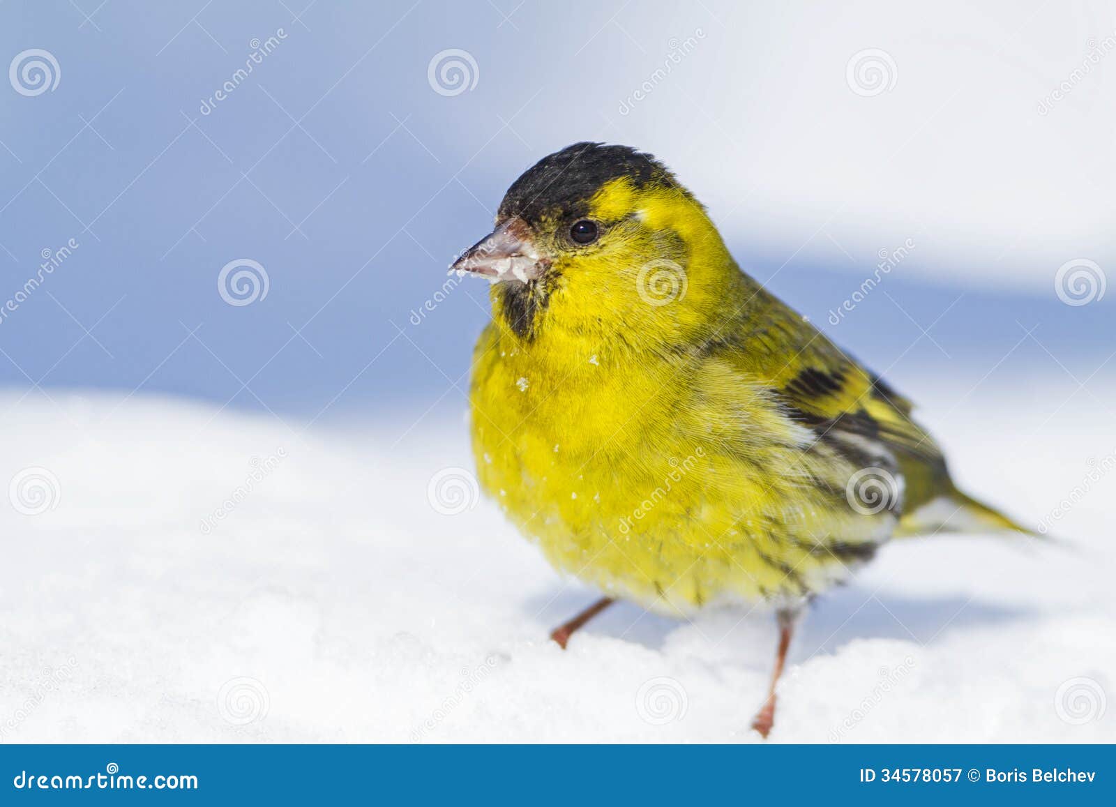 A male Siskin on the snow stock image. Image of boris - 34578057