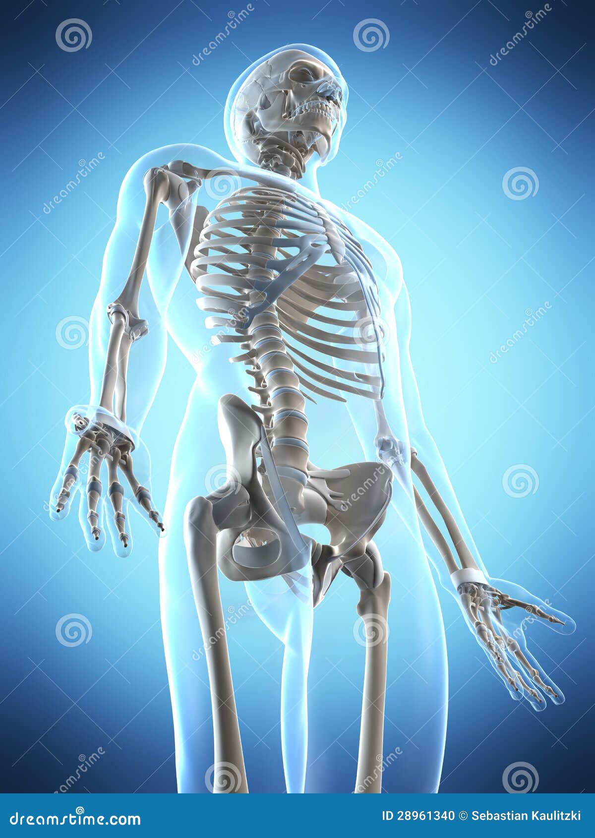 Male skeleton stock illustration. Illustration of bones - 28961340