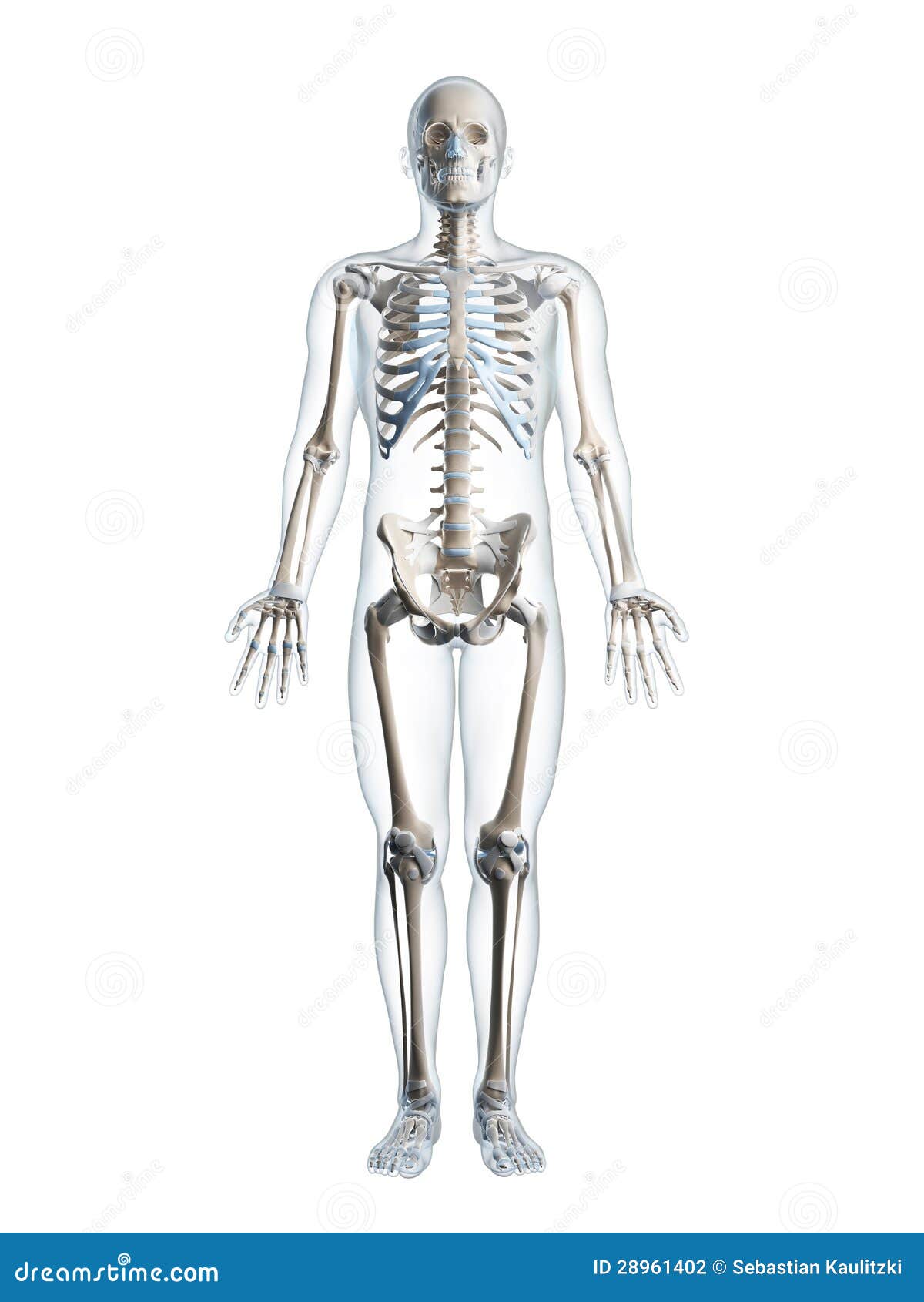 Male skeleton stock illustration. Illustration of anatomy - 28961402