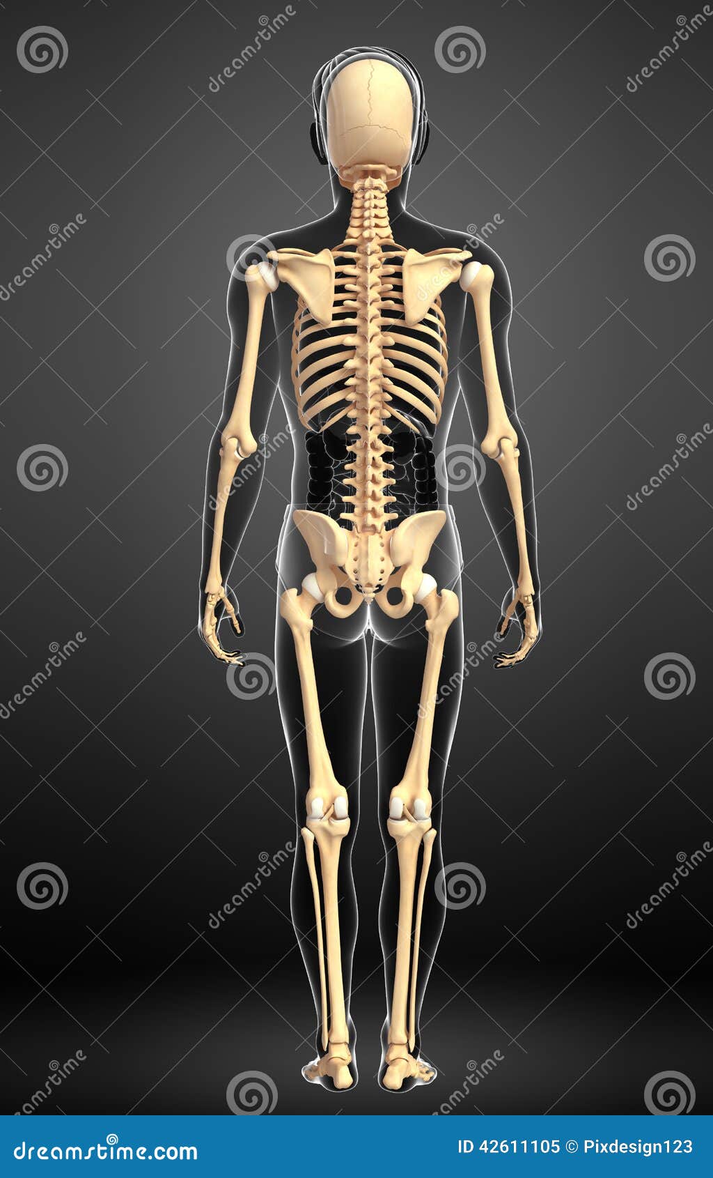 Male skeleton back view stock illustration. Illustration of body - 42611105