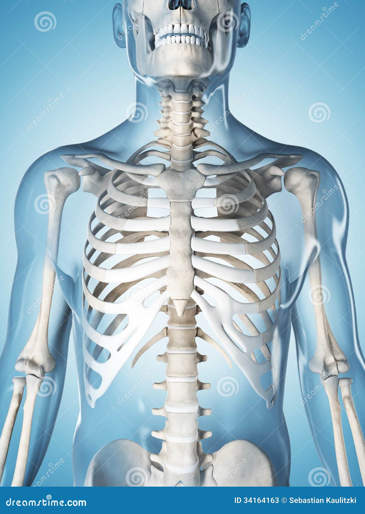 The male skeleton stock illustration. Illustration of biology - 34164163