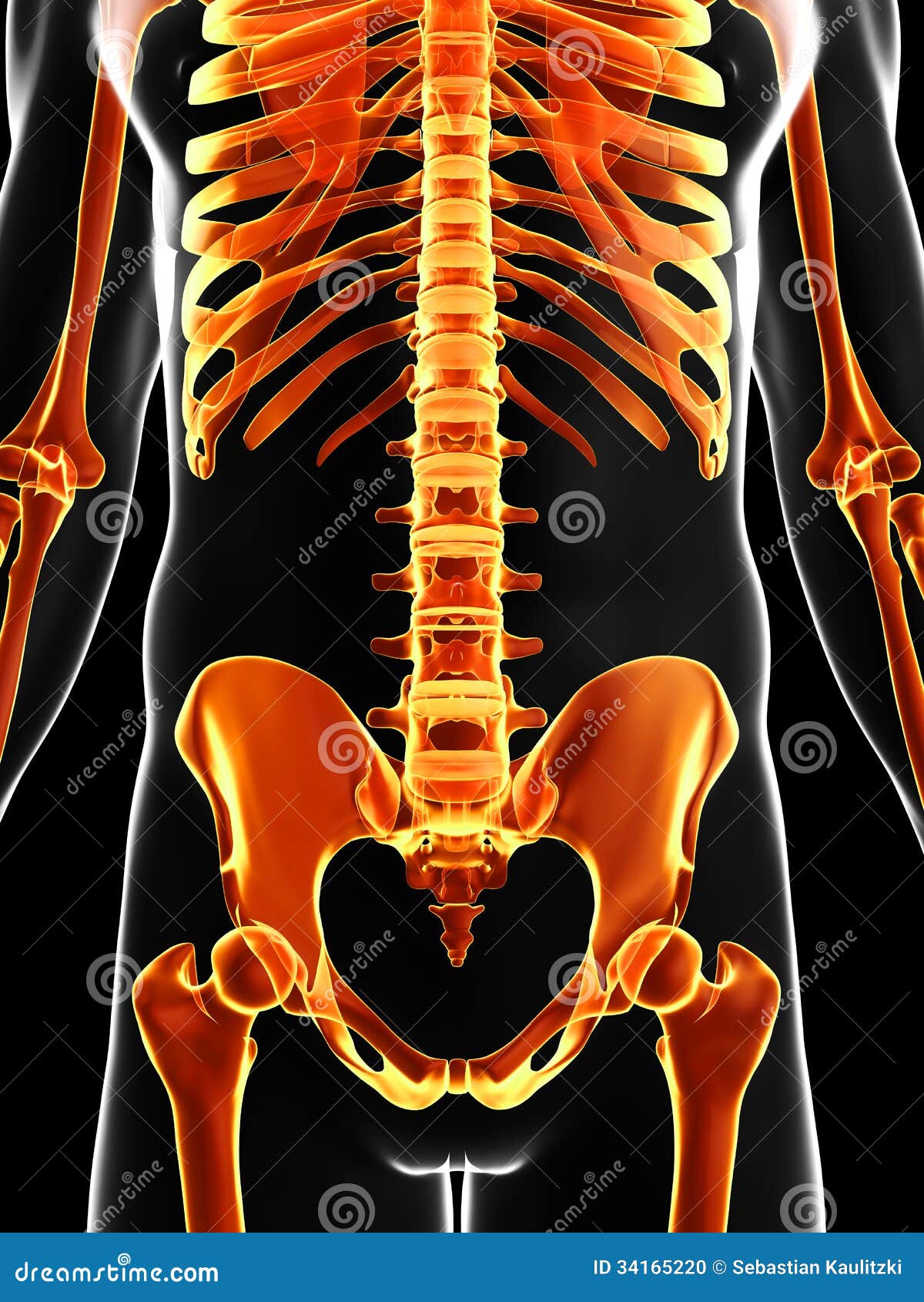 The male skeleton stock illustration. Illustration of science - 34165220