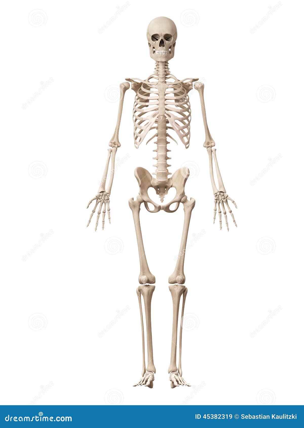 The male skeleton stock illustration. Illustration of skeleton - 45382319
