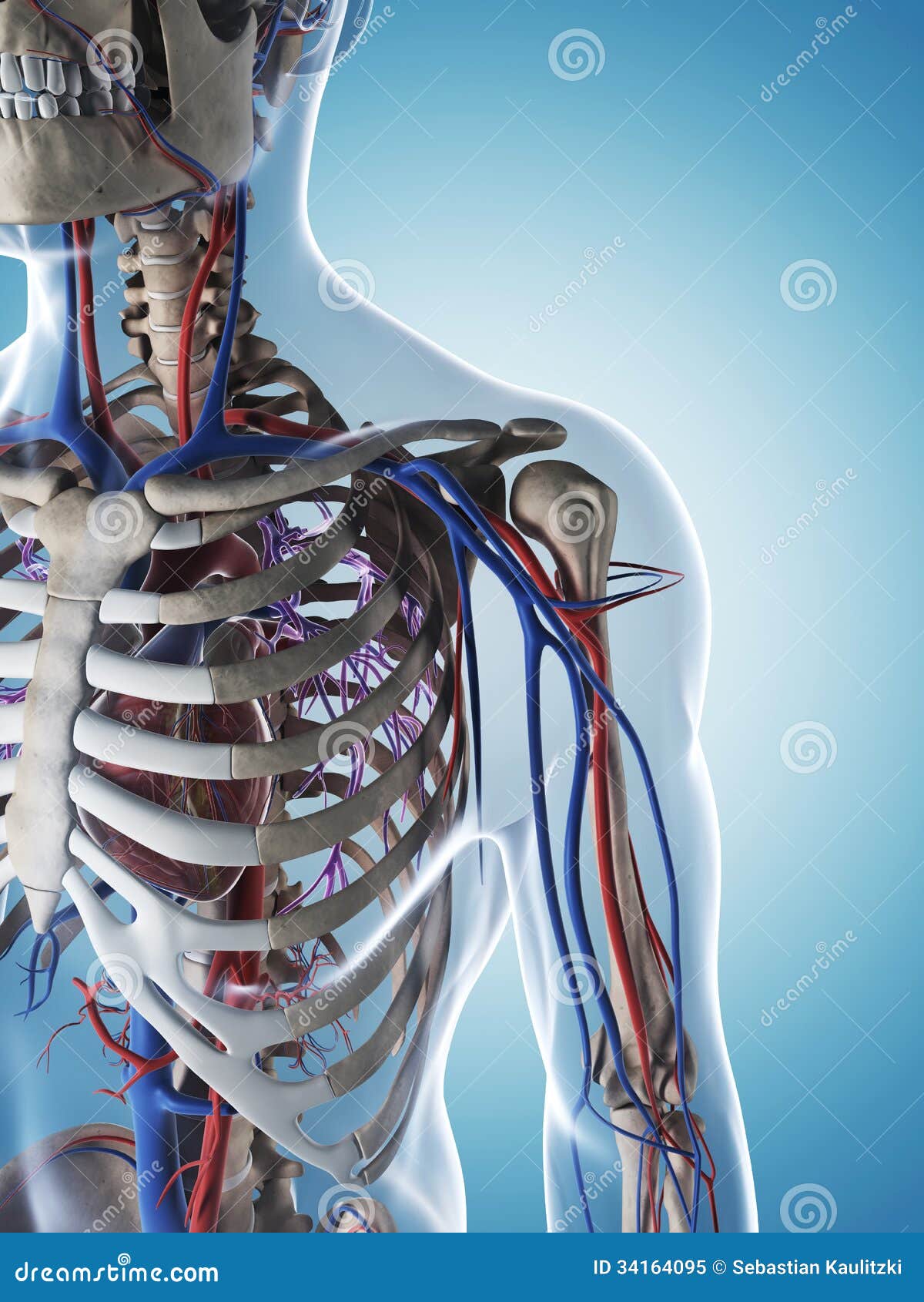 Male Skeleton and Vascular System Stock Illustration - Illustration of ...