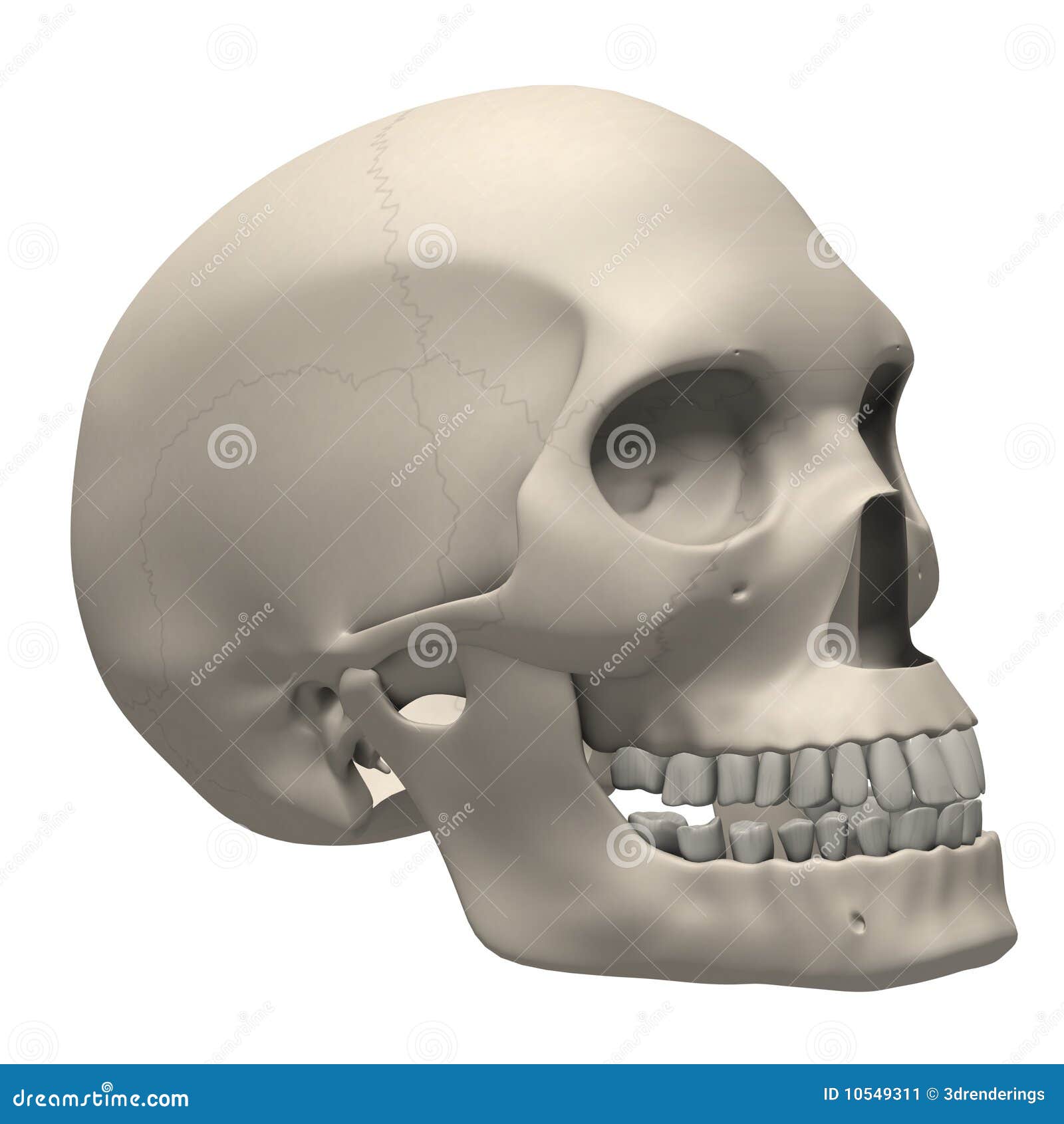 Male skull stock illustration. Illustration of body, skeletal - 10549311