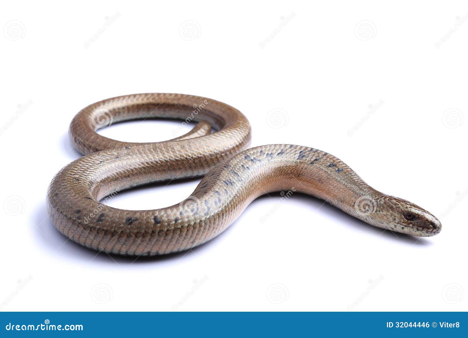 Slowworm, Anguis Fragilis Legless Lizard Also Called Blindworm Or ...