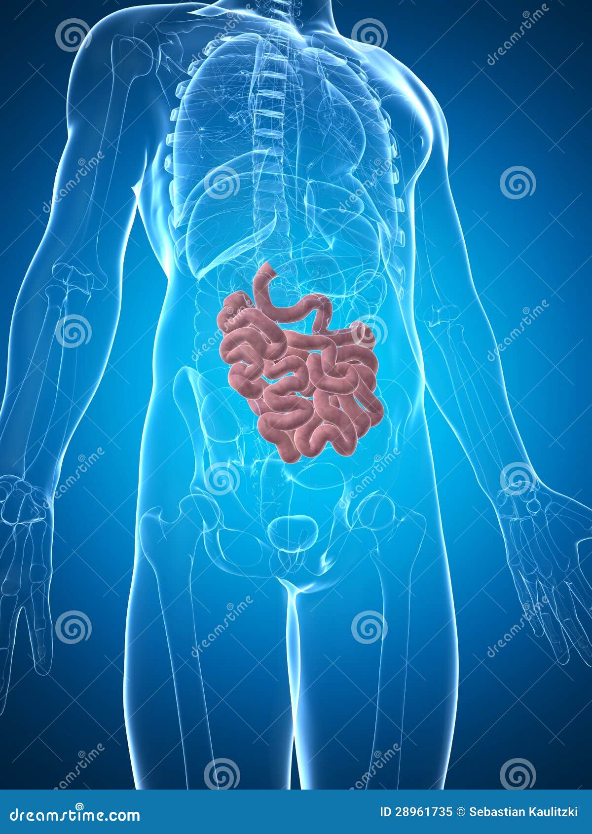 Male small intestine stock illustration. Illustration of inside - 28961735