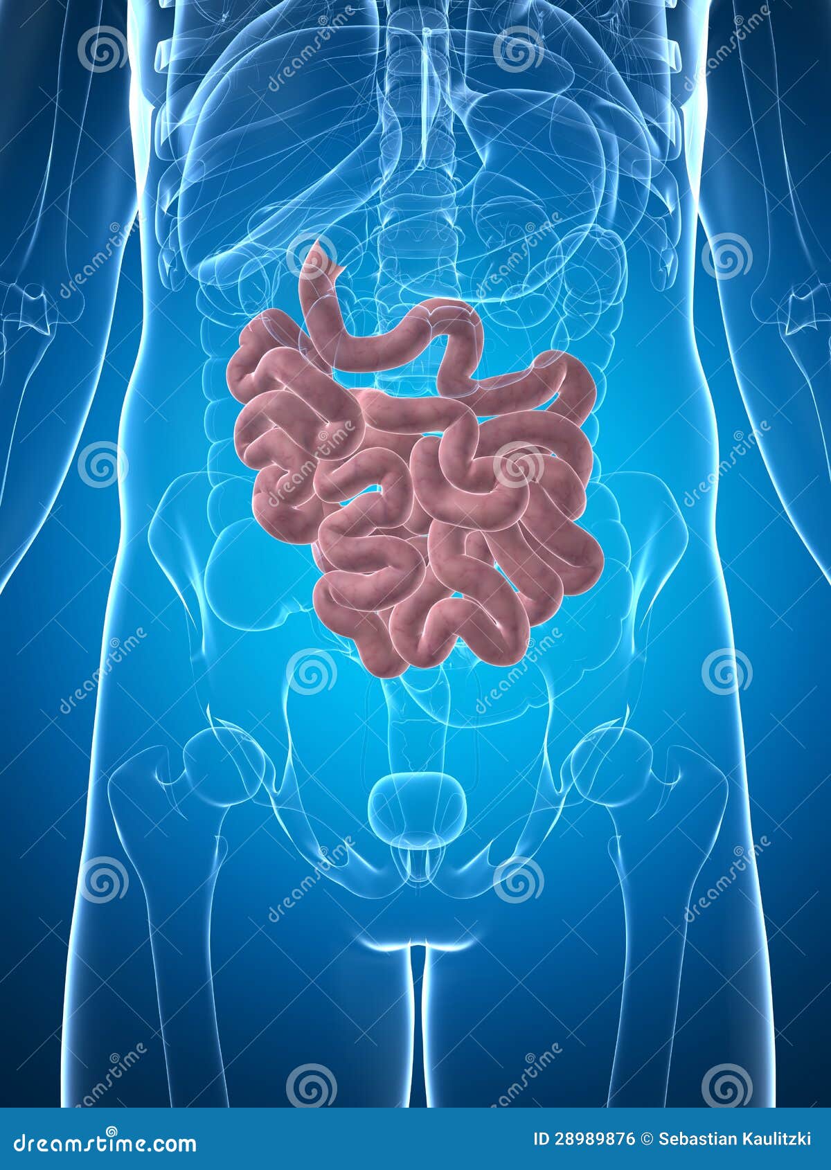 Male small intestine stock illustration. Illustration of male - 28989876