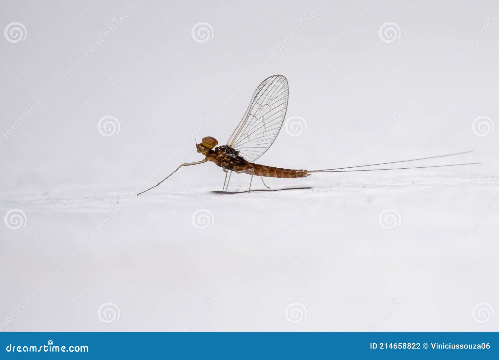 Male small mayfly stock photo. Image of fauna, aquatic - 214658822