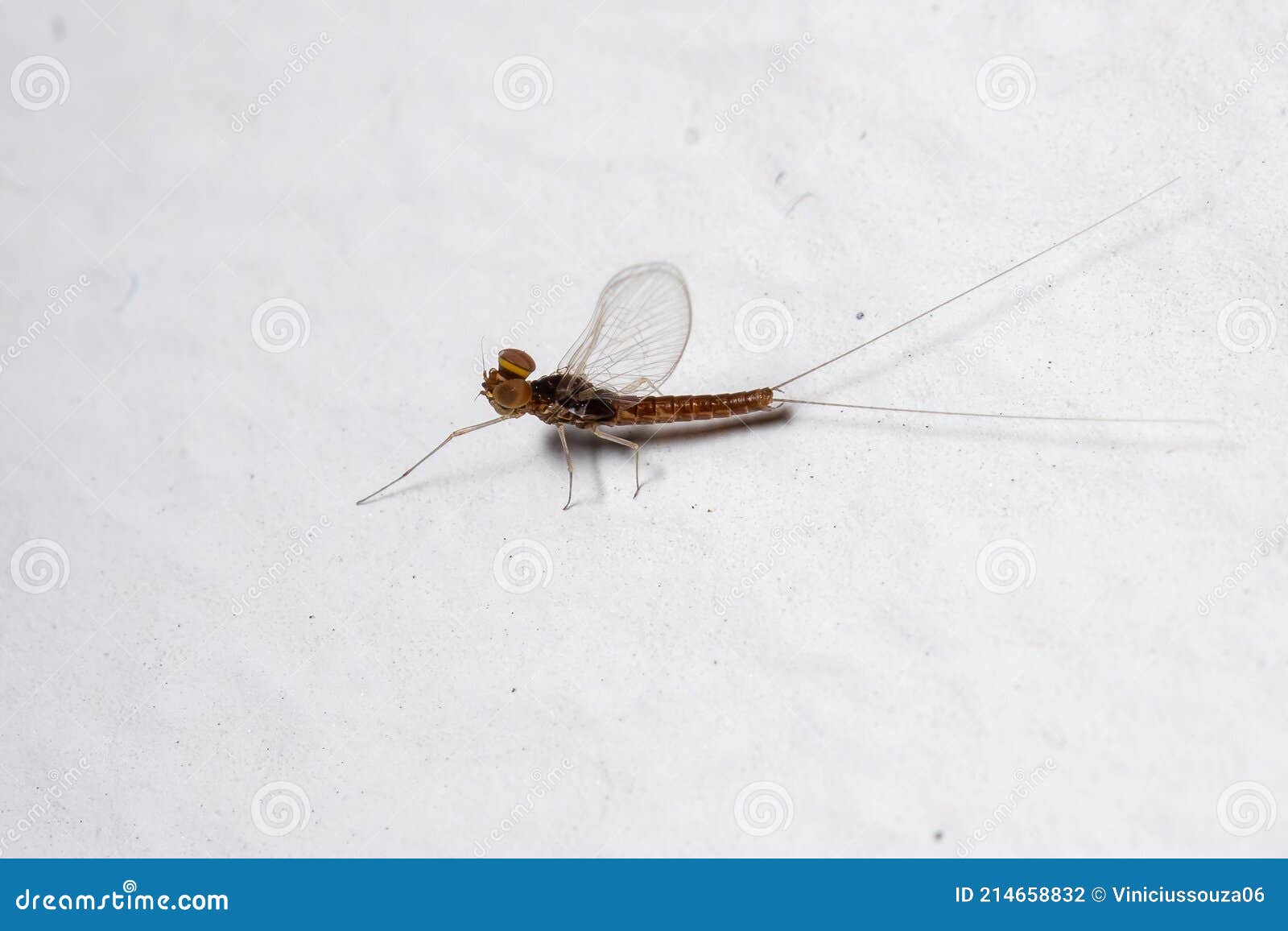 Male small mayfly stock photo. Image of arthropod, nature - 214658832