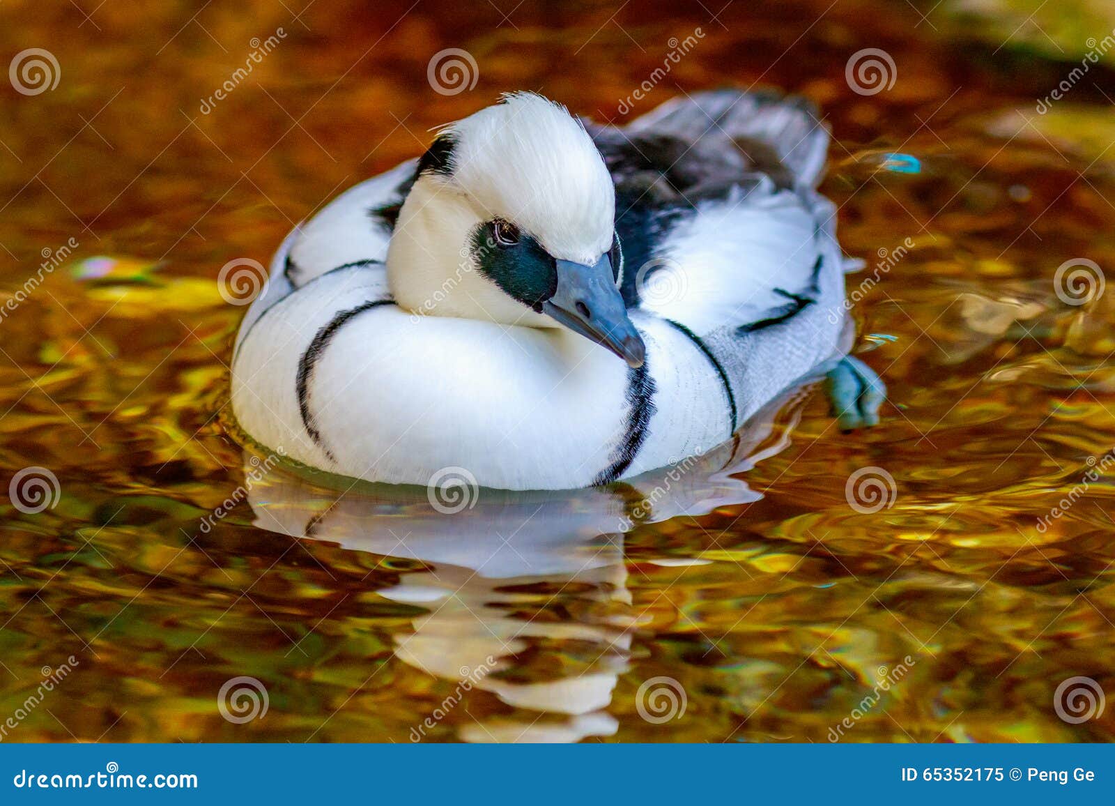 Male Smew Duck stock image. Image of vertebrates, water - 65352175