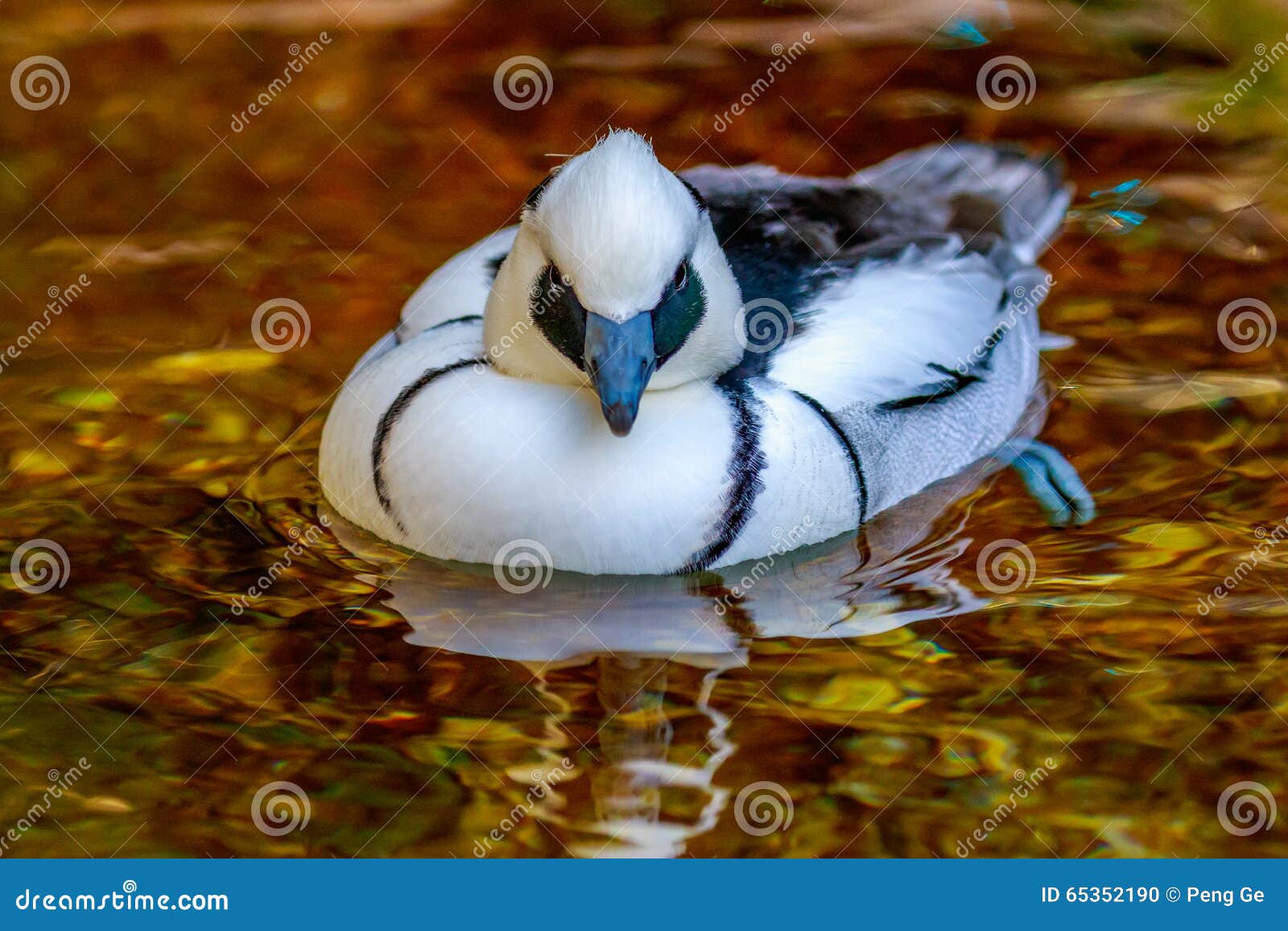 Male Smew Duck stock photo. Image of mergellus, outdoors - 65352190